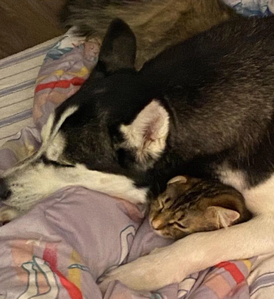 Recommendations | Scrolller