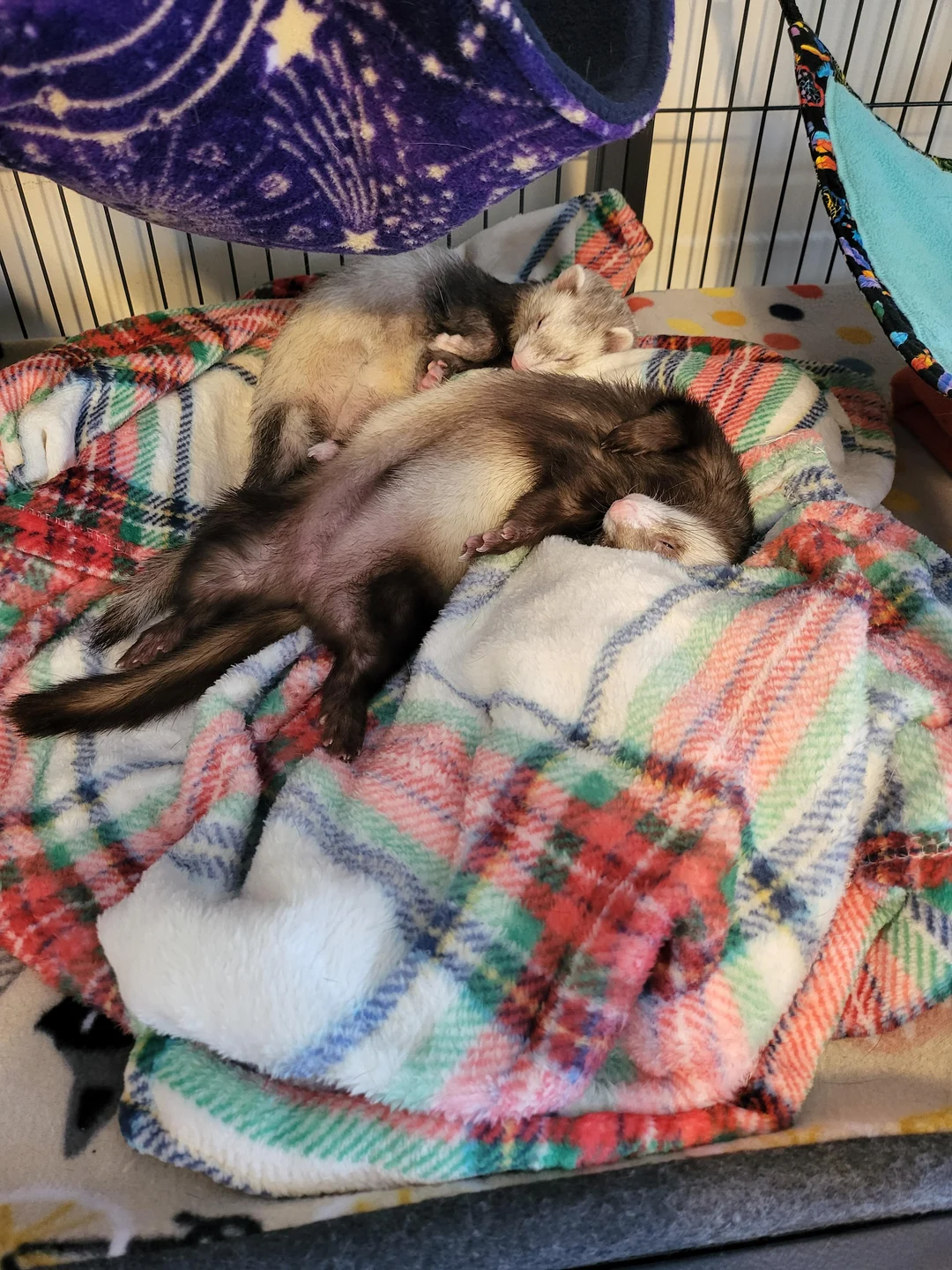 Just a couple of belly-up sleepers. 🥰 | Scrolller