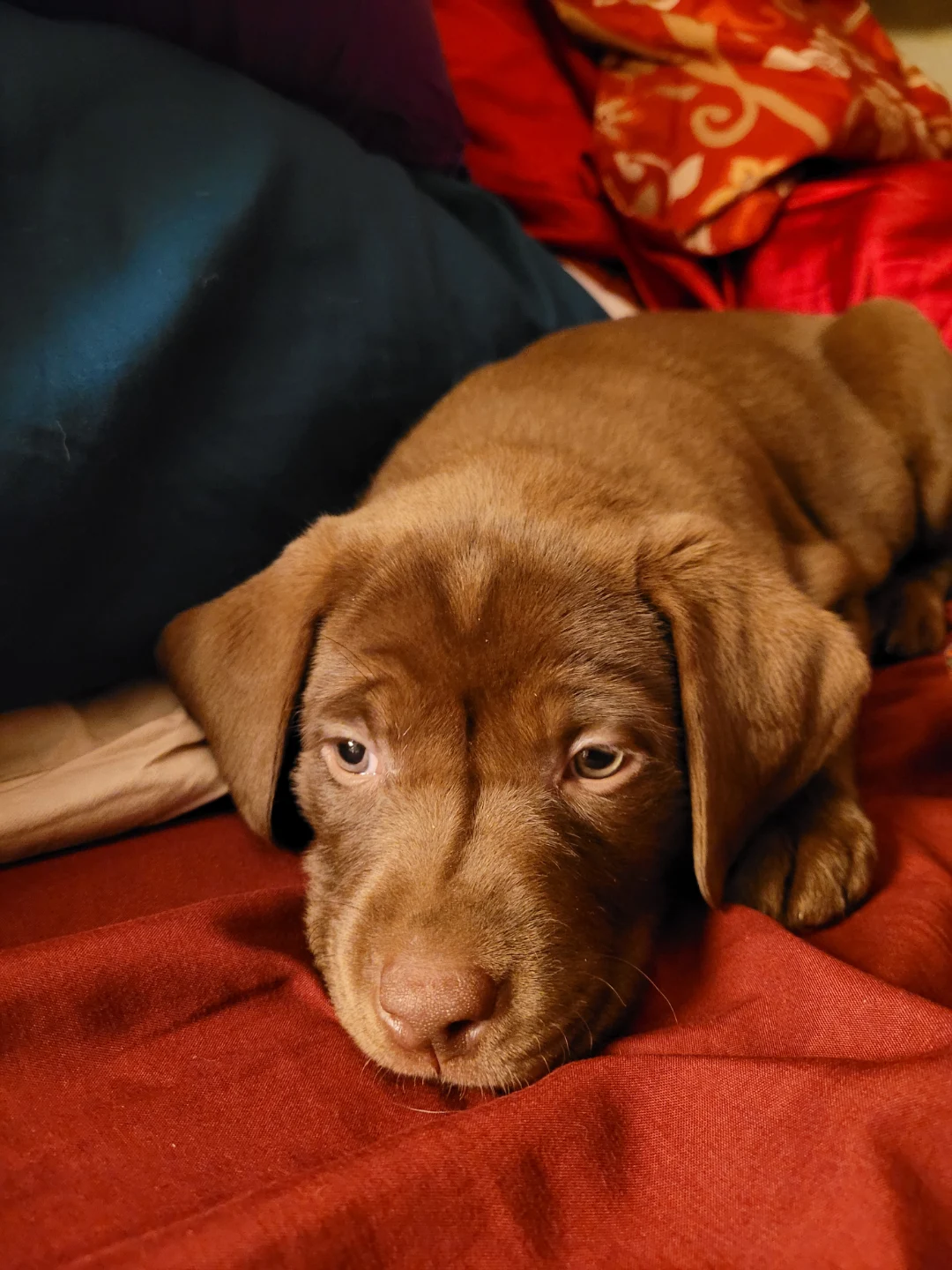 Ruby, our new baby chocolate lab | Scrolller