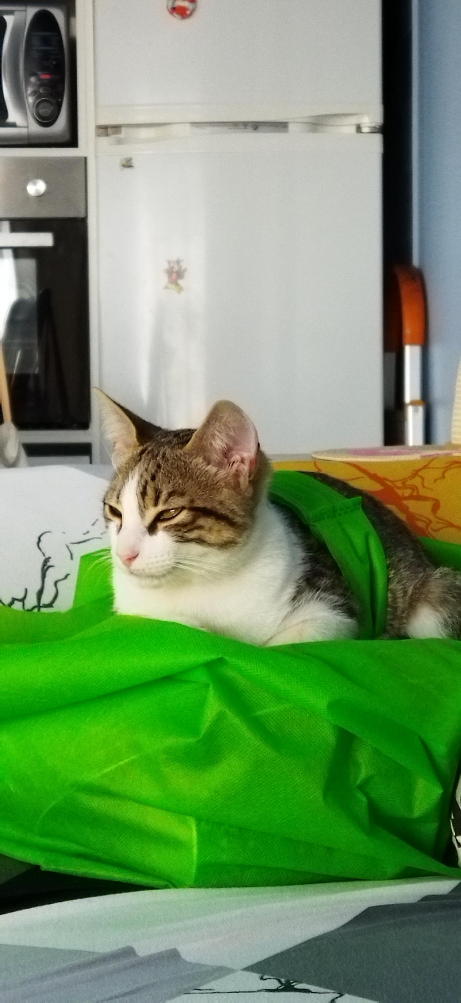 gray and white loaf | Scrolller