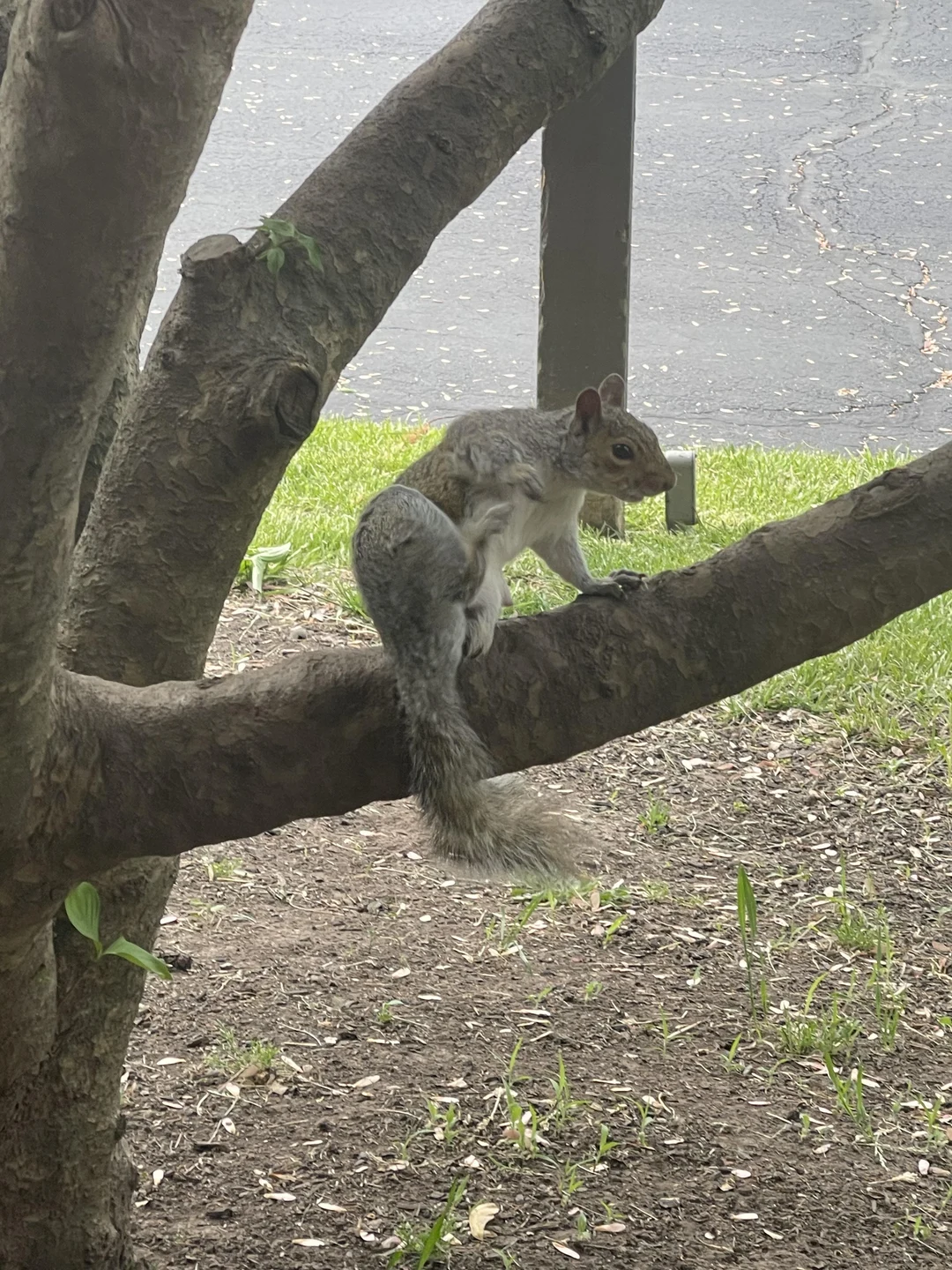 Anyone else think it’s super cute and funny when squirrels do this ? | Scrolller