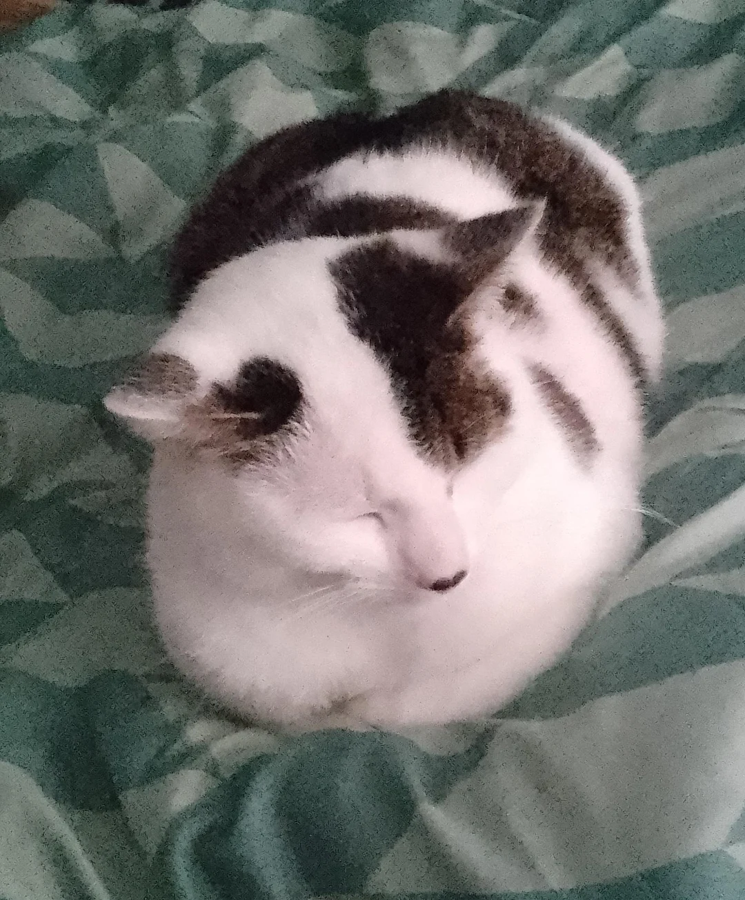 Discover more like Catloaf: First perfect cat loaf and Related Content | Scrolller