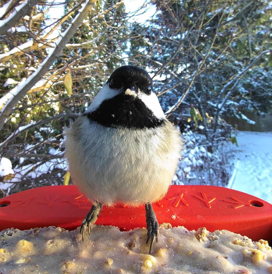 Winter is coming! Black-capped Chickadee | Scrolller
