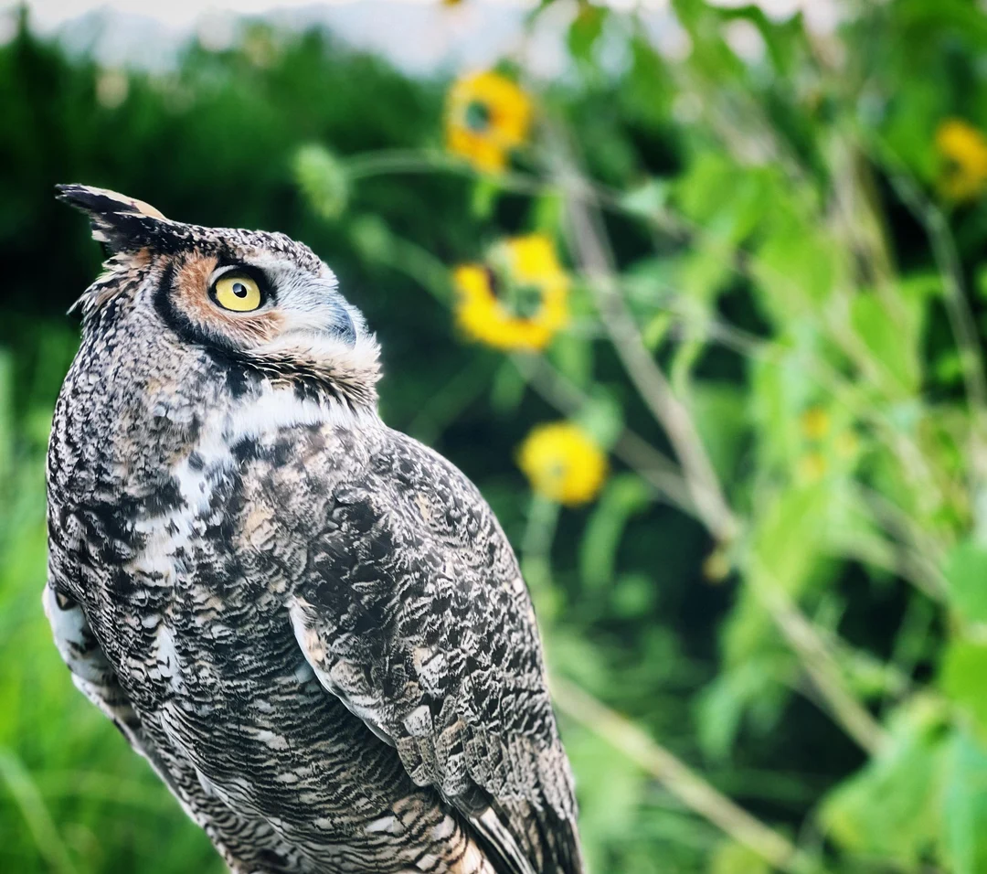 Great Horned Owl | Scrolller
