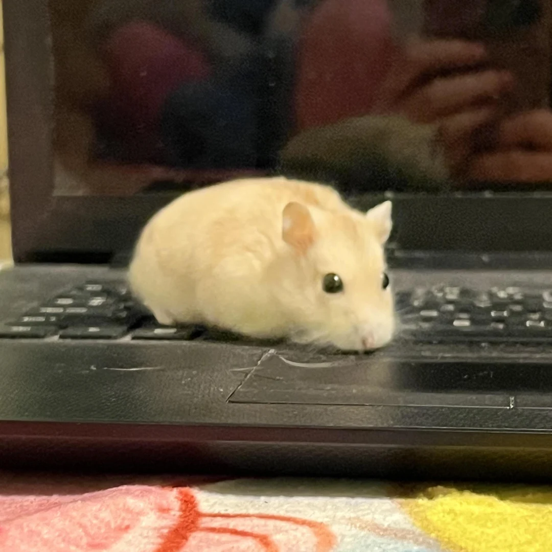 She doesn’t even push the keys down. She’s too tiny!! | Scrolller