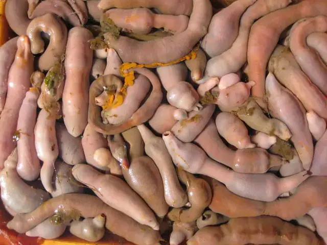 [50/50] Spoon Worms (SFW) | Castrated Dicks (NSFW) | Scrolller