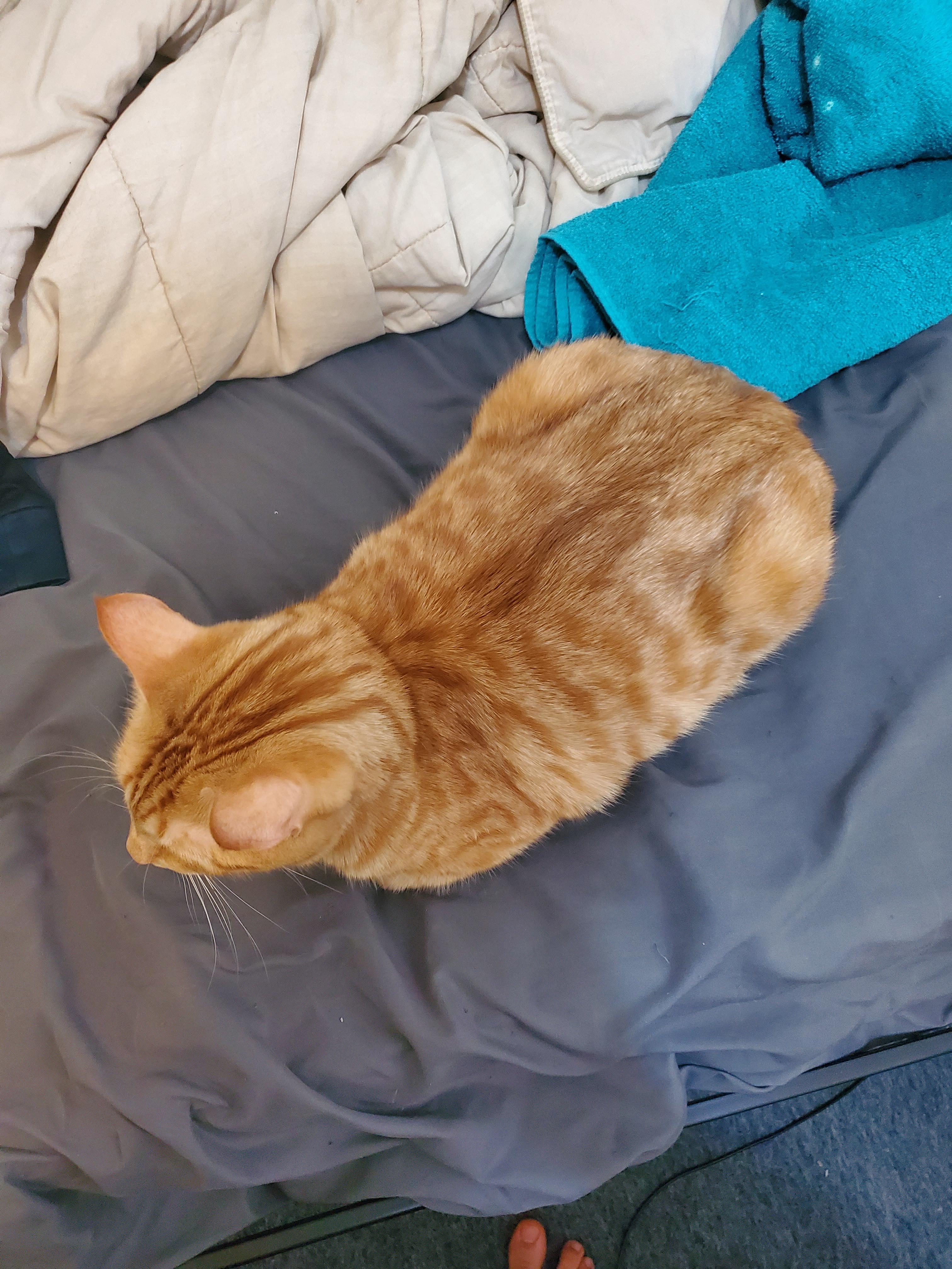 Loaf | Scrolller