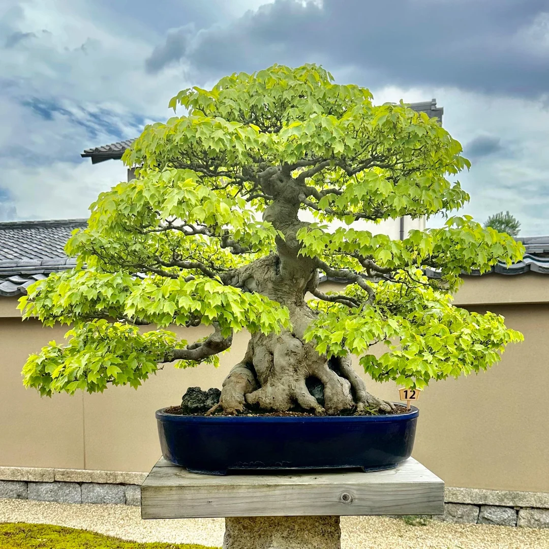 Trident Maple at the Hoshun-in temple in Kyoto | Scrolller