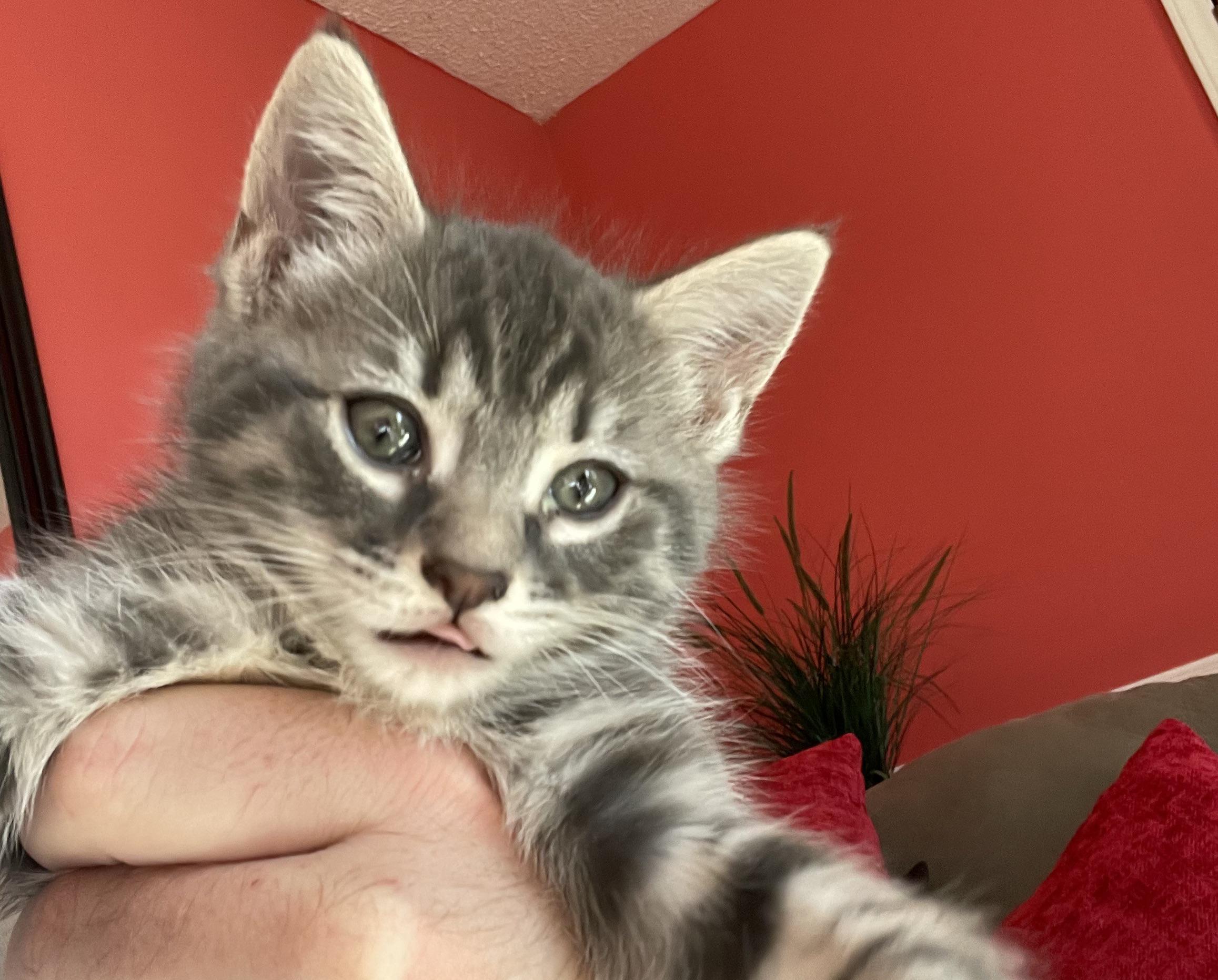 Bob’s first blep 💙 | Scrolller