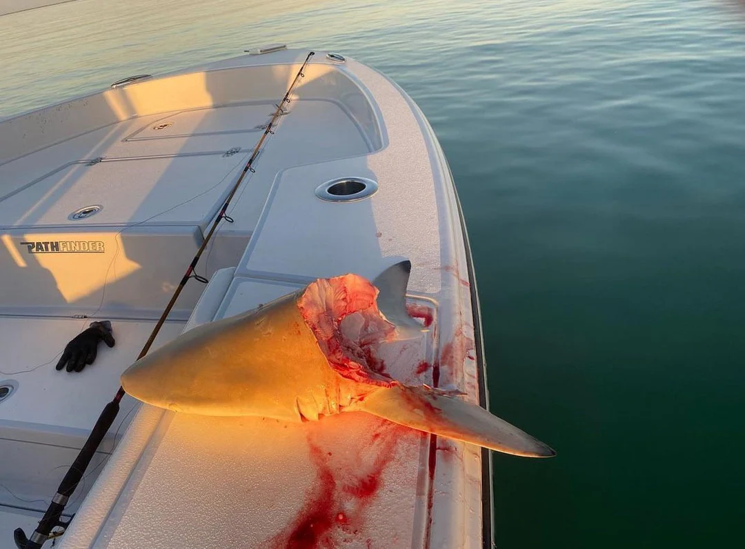 I set the hook to hard. | Scrolller