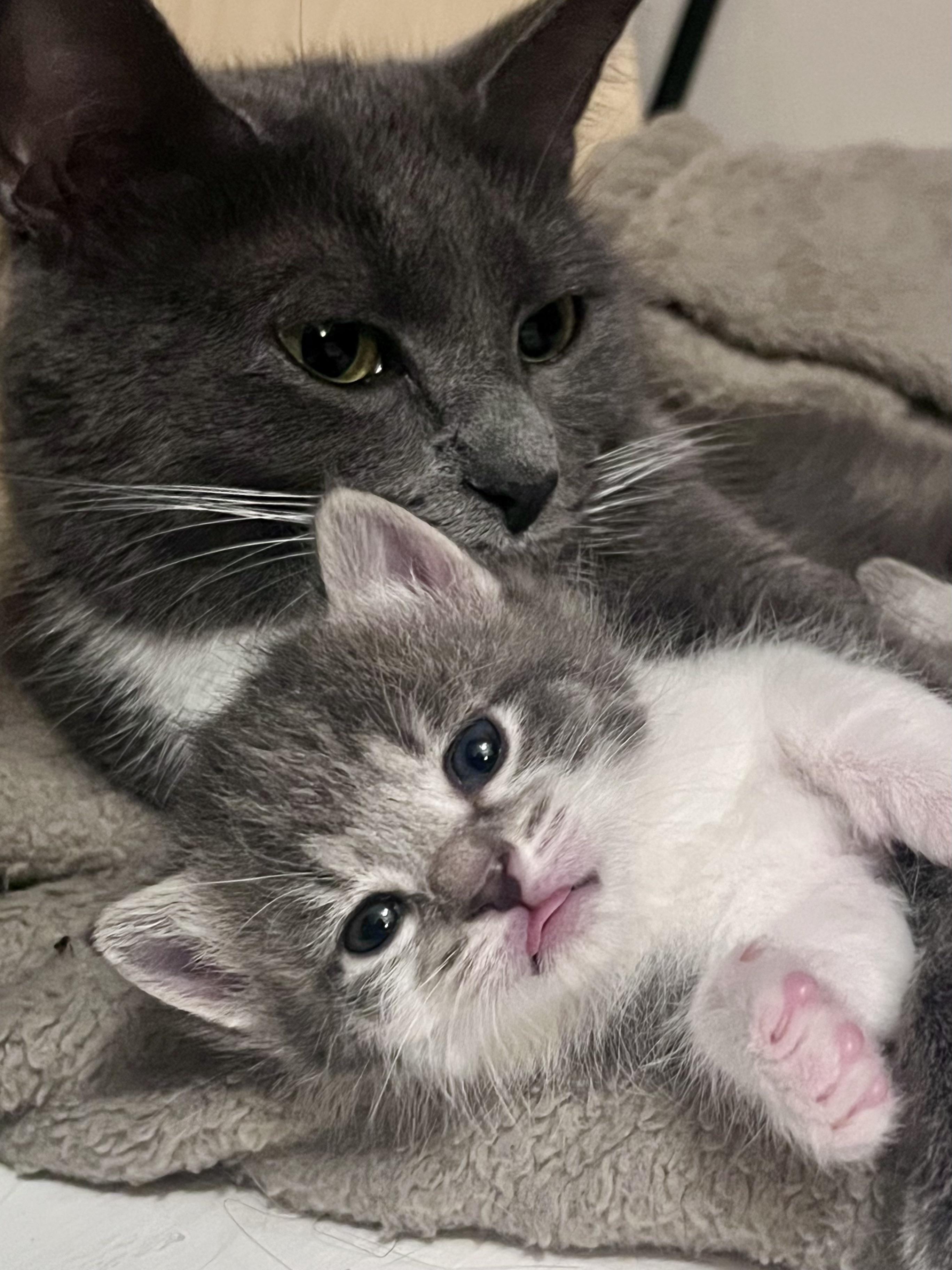 Baby Blep | Scrolller