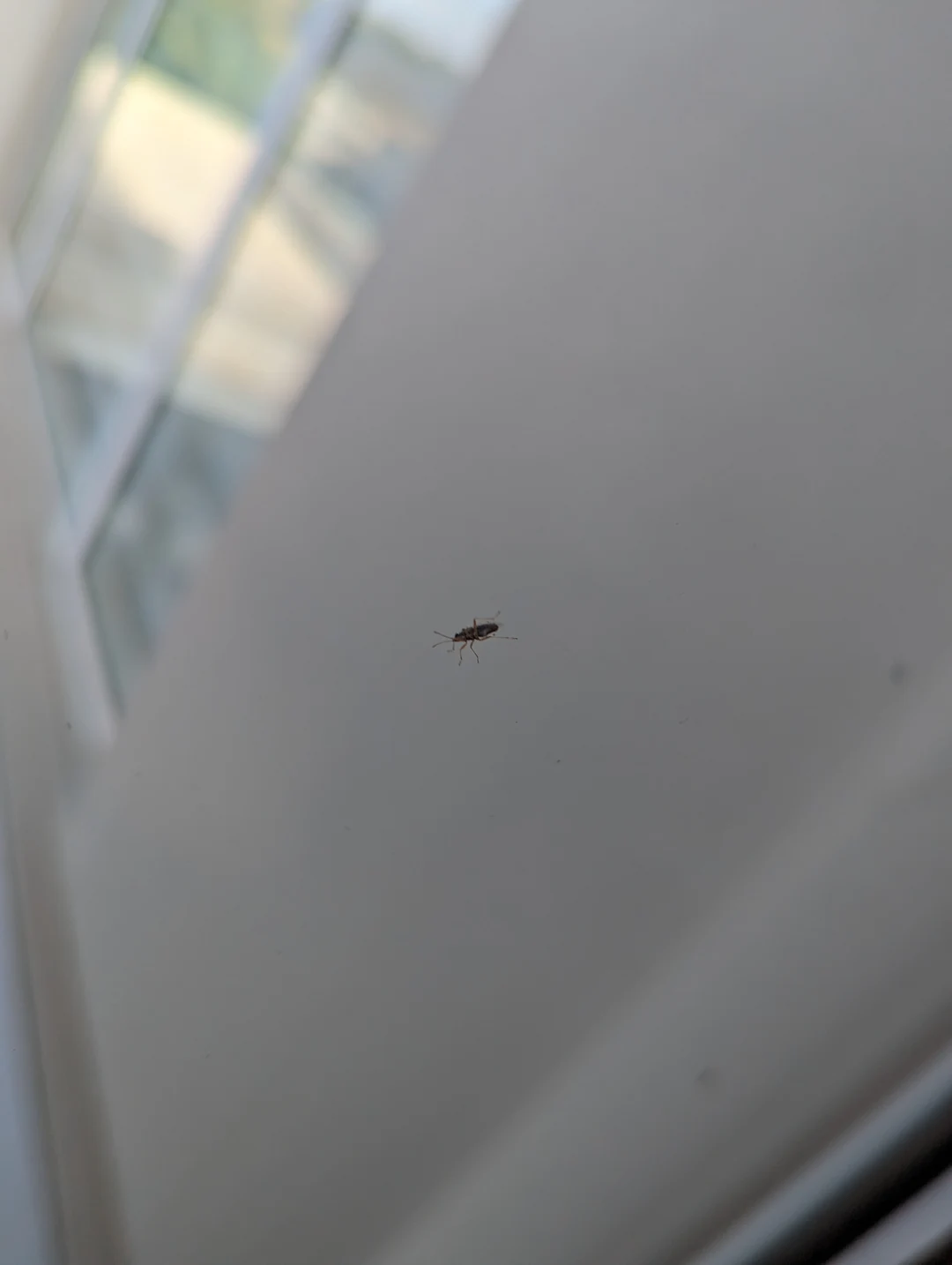 Pest help- does anyone know what bugs these are? | Scrolller