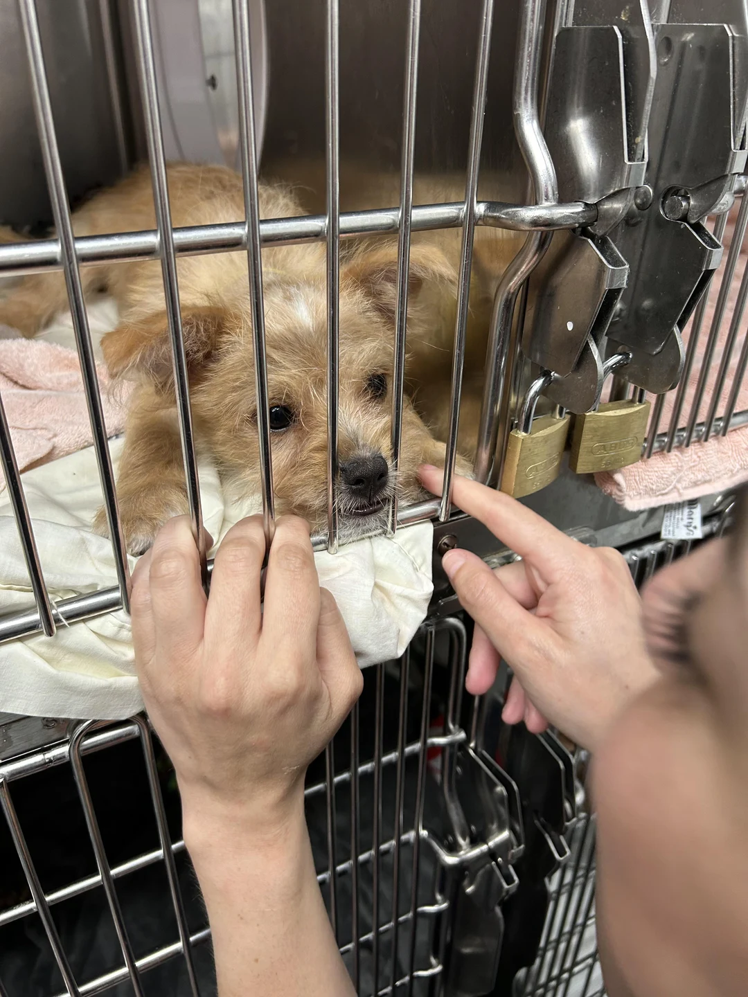 Name ideas for her that pay tribute to our pups across the rainbow bridge? | Scrolller