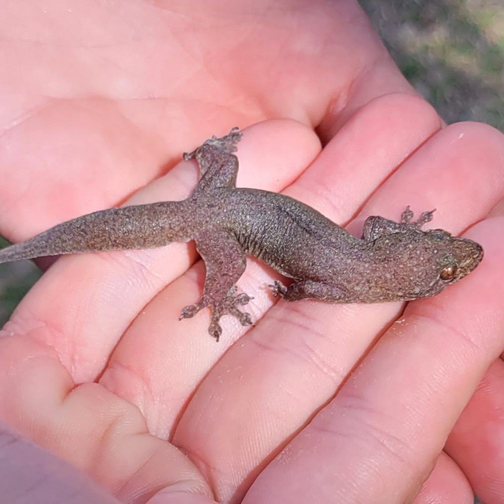 Gecko ID from Mauritius please | Scrolller