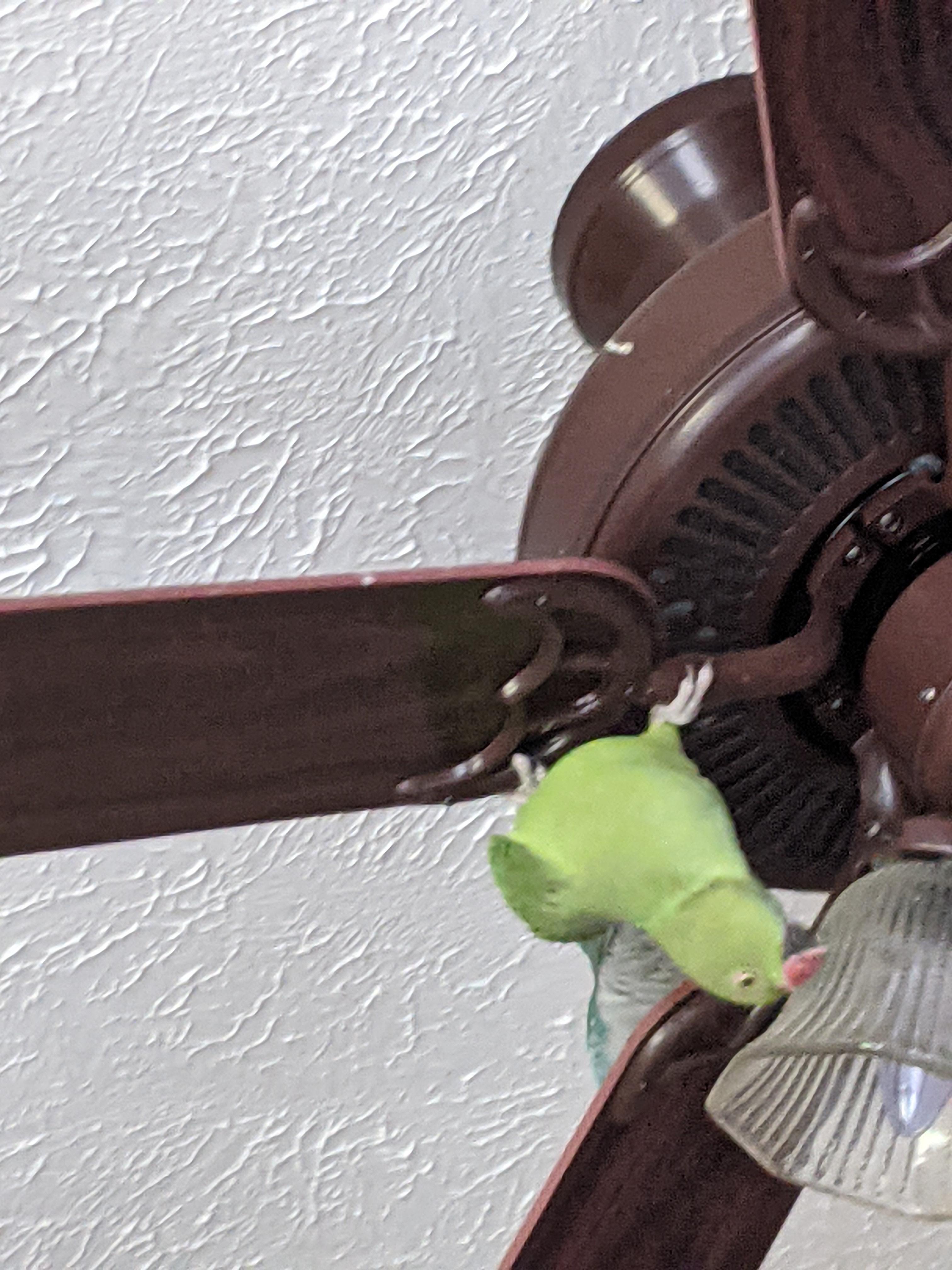 A rare tropical bat | Scrolller