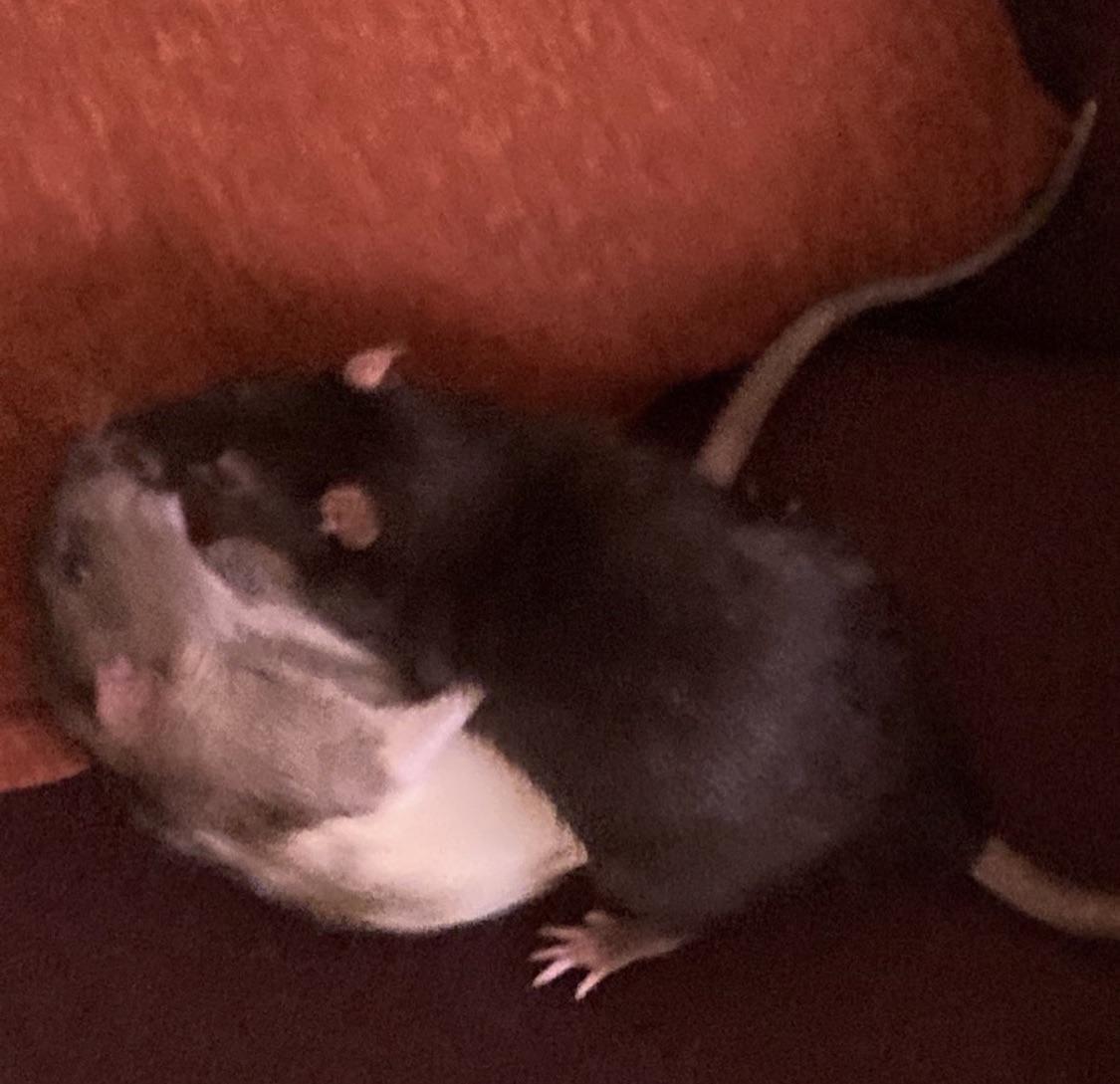 Still mourning | Scrolller