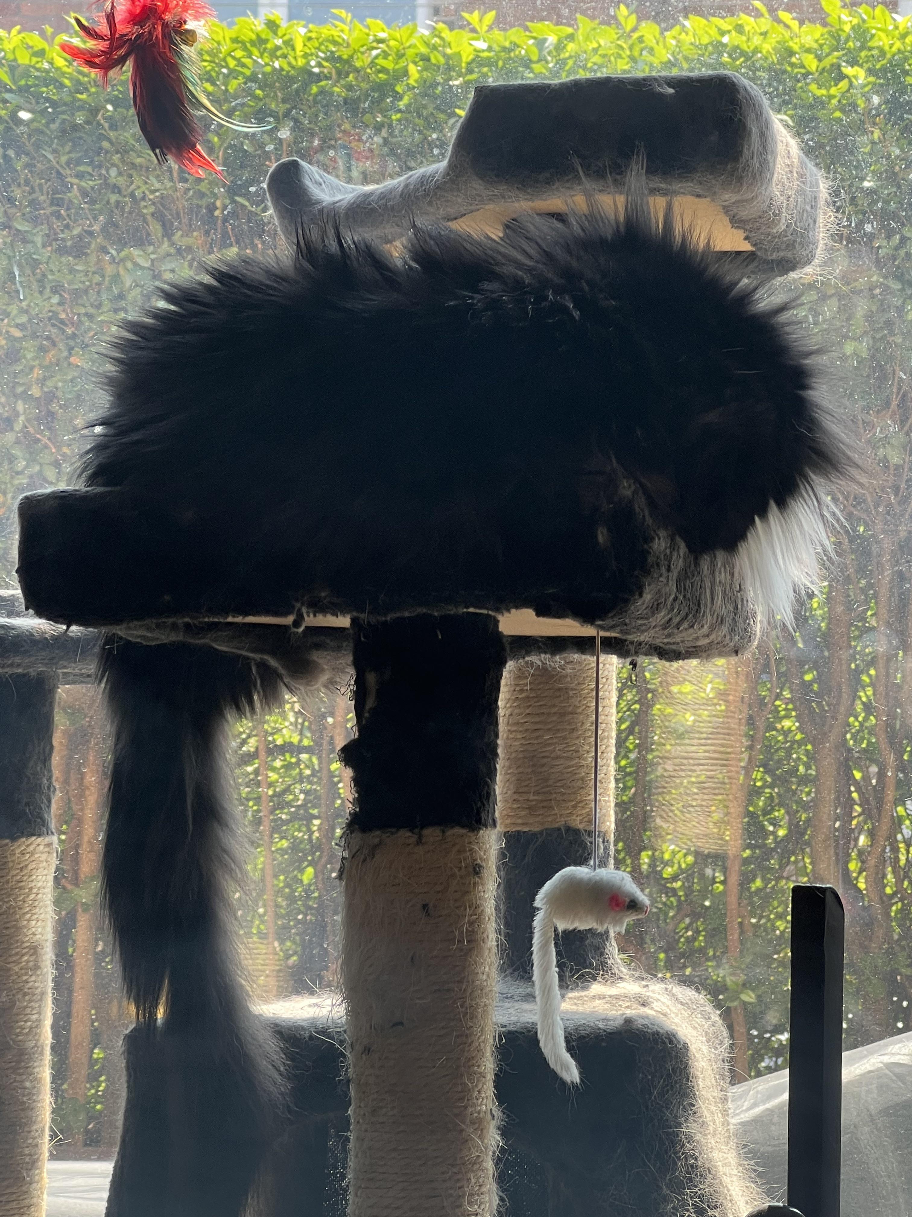 Otis looking like a sea urchin today. | Scrolller