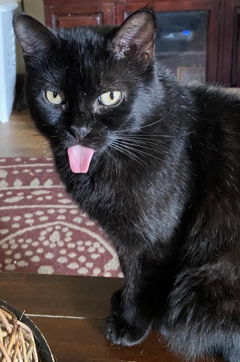 Channeling his inner Gene Simmons blep | Scrolller