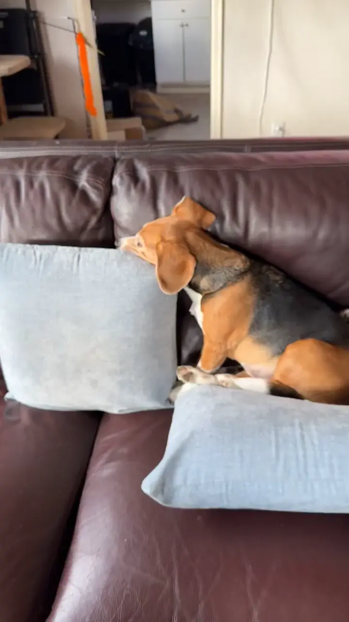 Charlie discovered an entirely new way to use pillows | Scrolller