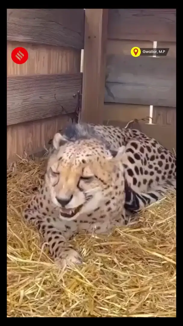 Cheetah arrives in India after 70 years of extinction | Scrolller