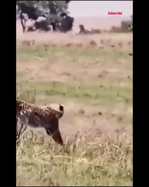 Cheetah attacks an Eland and her Calf. | Scrolller