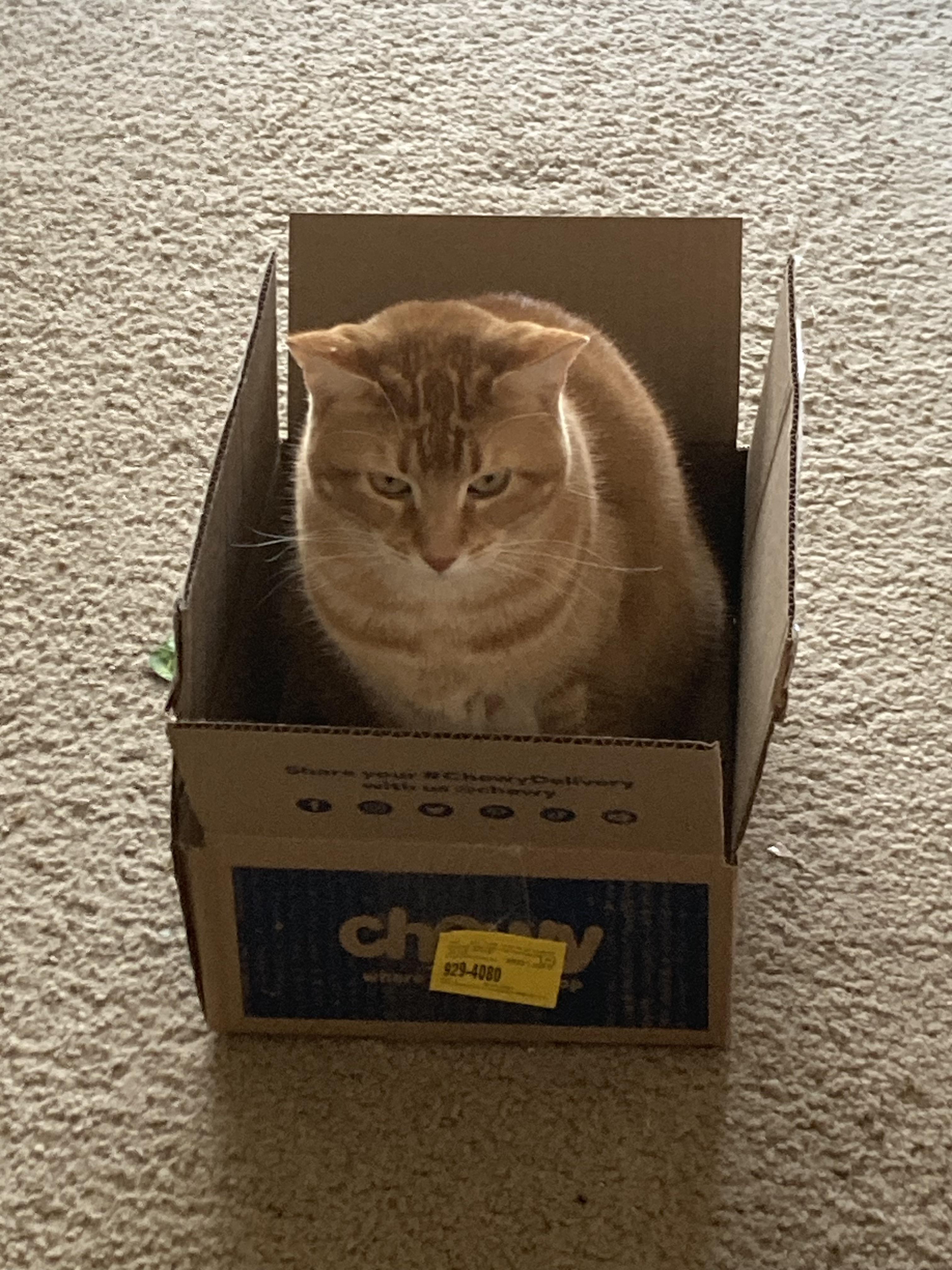 Chewy box doing double duty | Scrolller