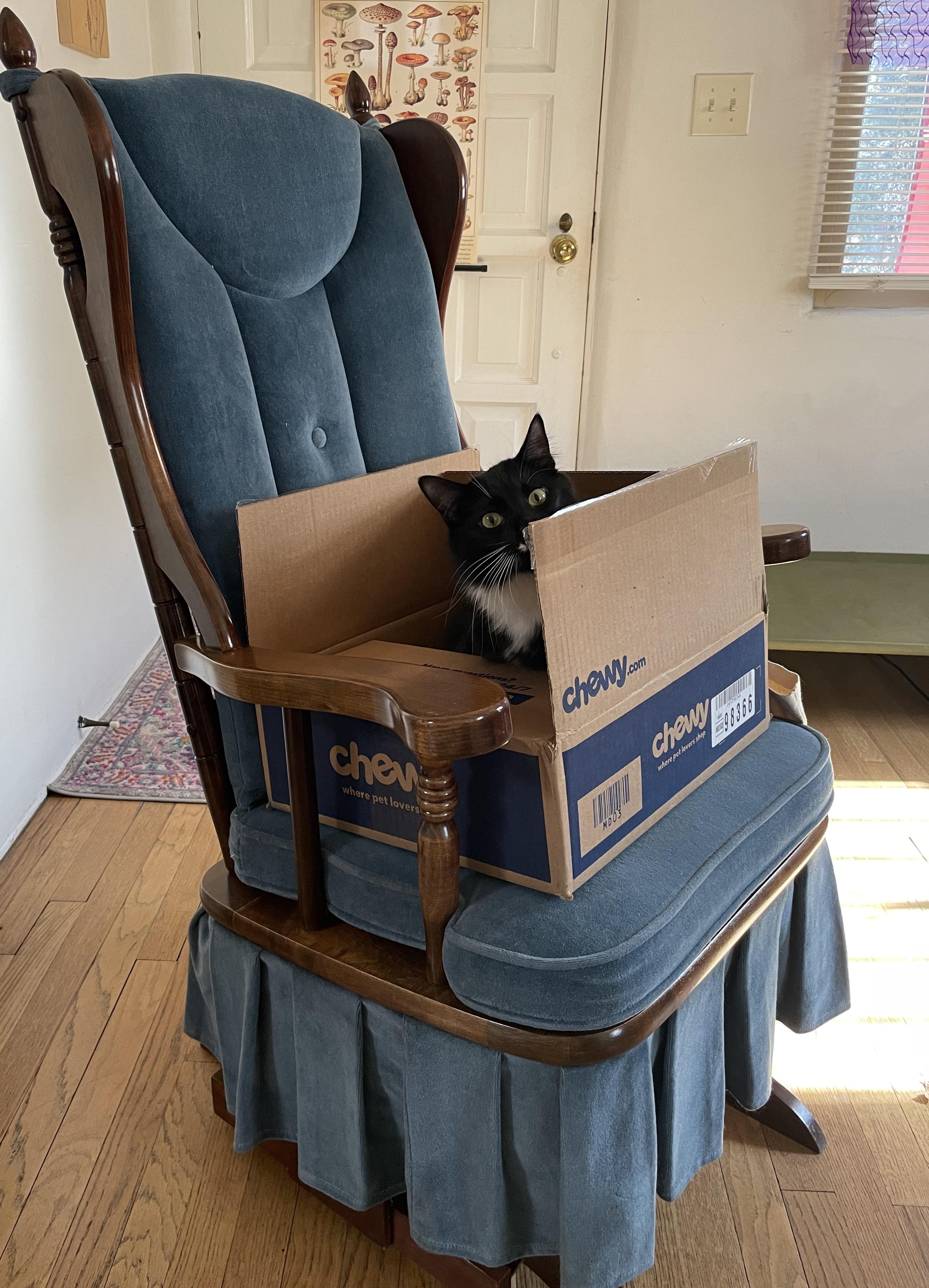 Chewy boxes are the highest rating cat trap in my household | Scrolller