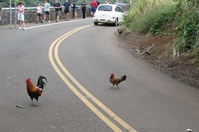 CHICKEN CROSSING ROAD | Scrolller