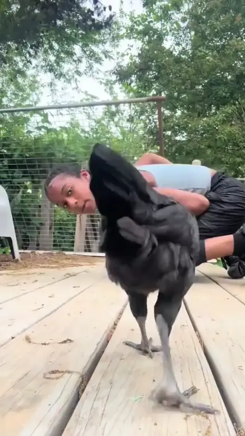 Chicken knows all the tricks | Scrolller