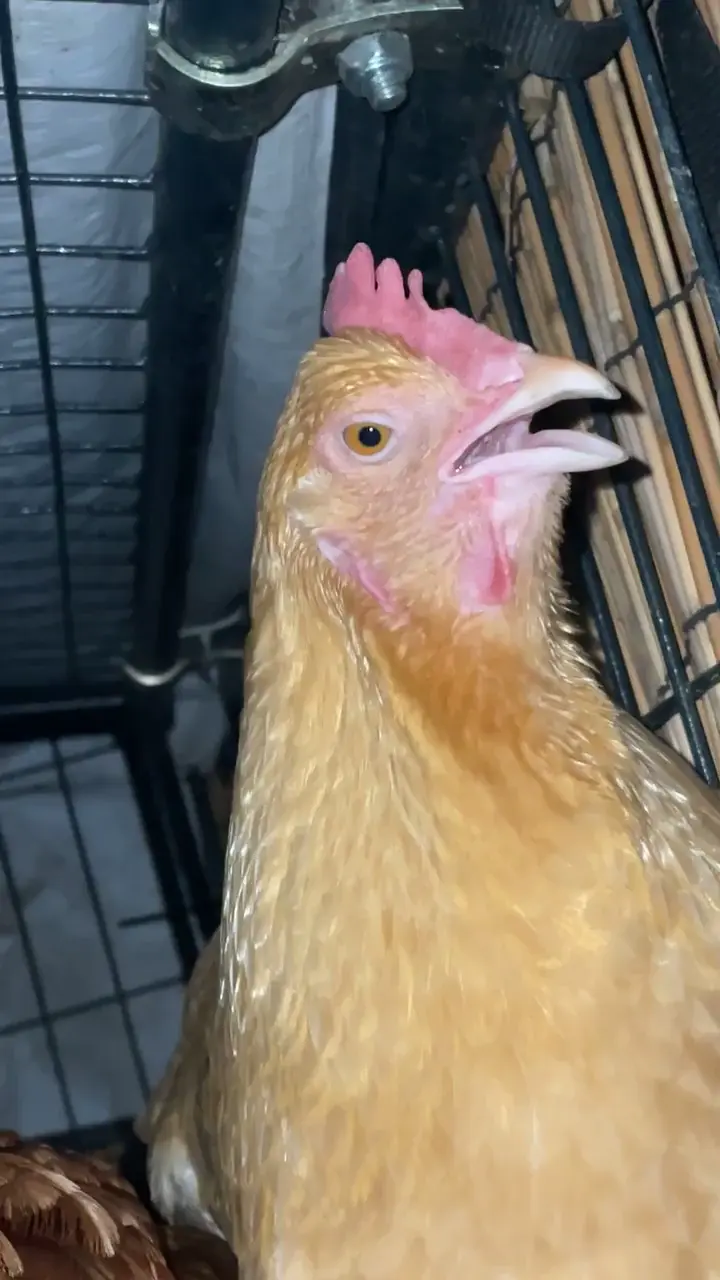 Chickens weird breathing | Scrolller