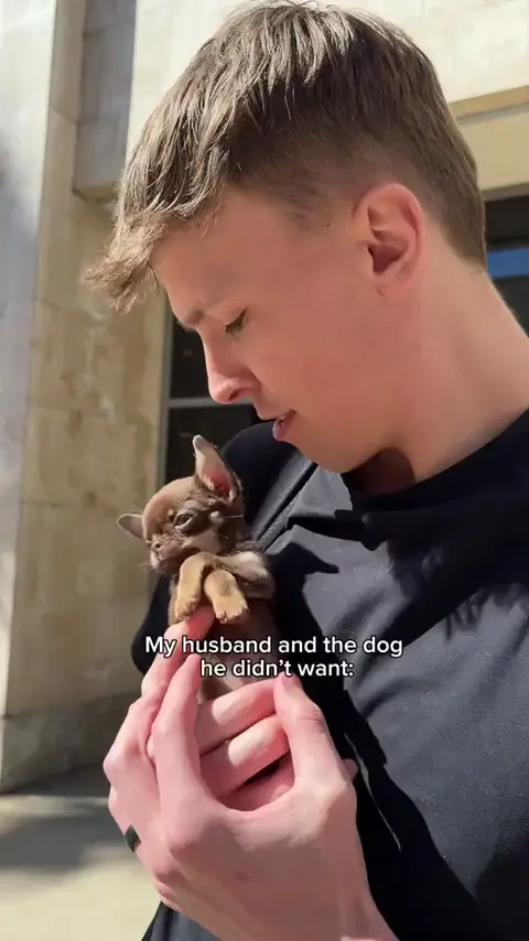 Chihuahua puppy: Too cute not to cuddle. | Scrolller