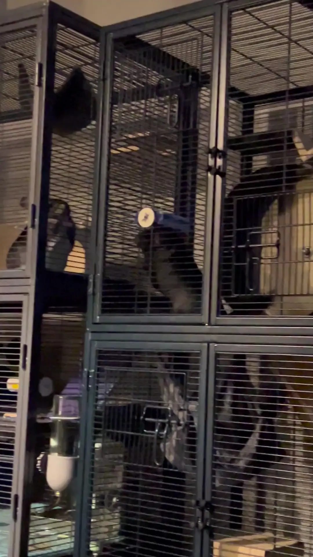 Chinchillas… fighting? Between cage walls | Scrolller