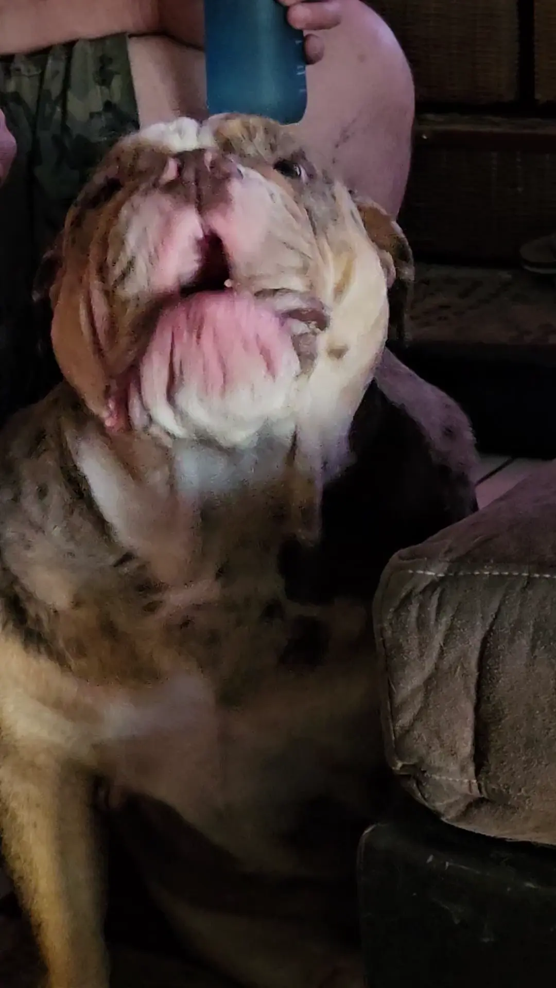 Chips and Salsa | Scrolller