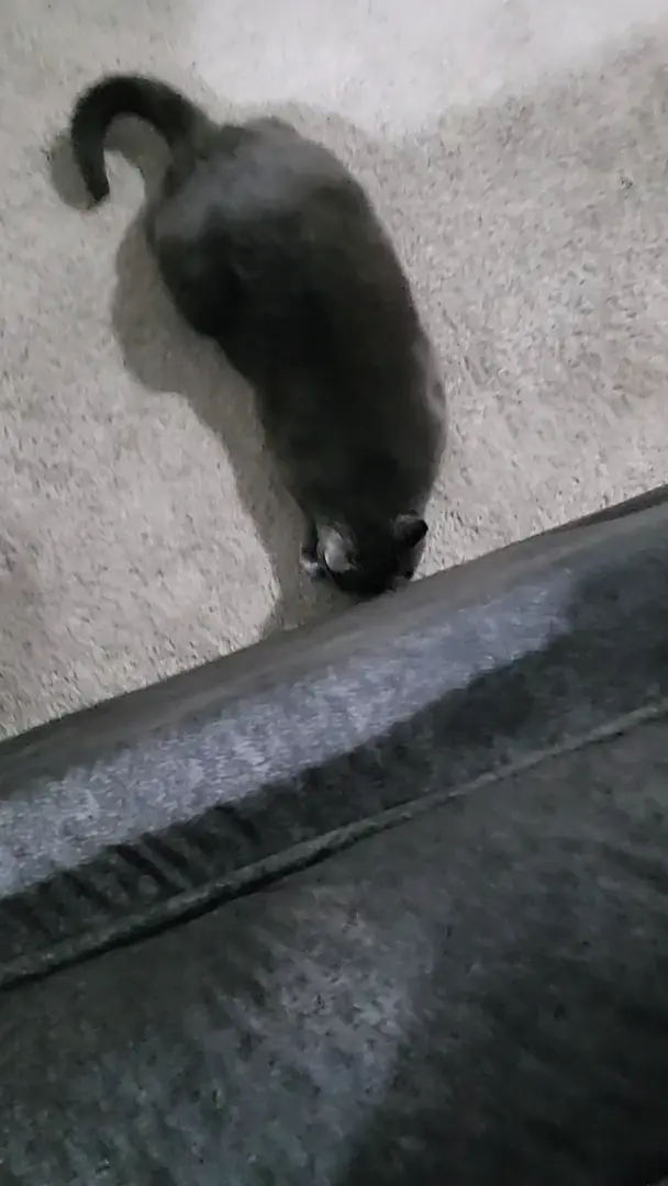 Chonk gets busted and runs | Scrolller