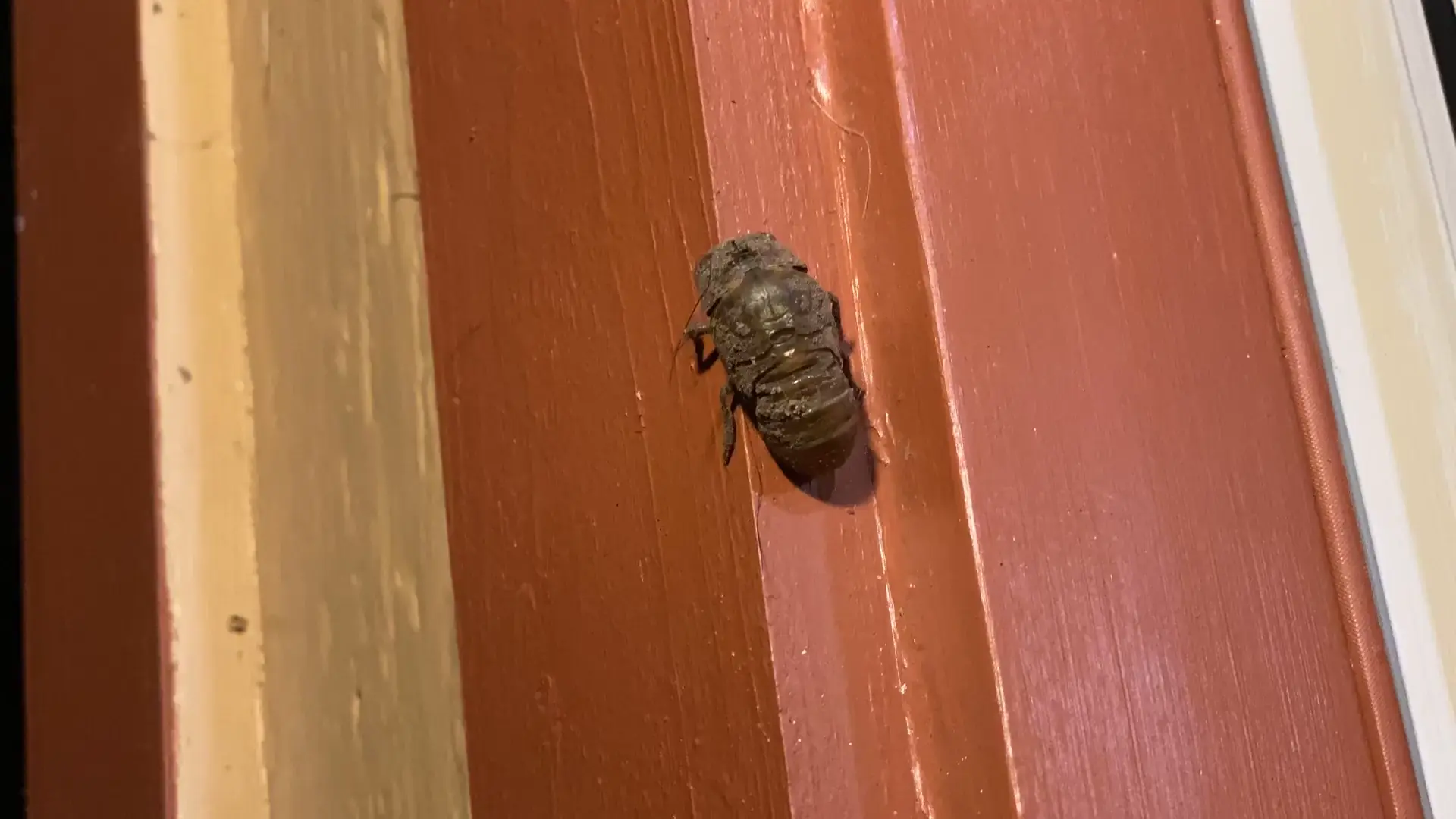 Cicada Molt Time Lapse- This little guy was on my back porch. Finally captured a clean time ...