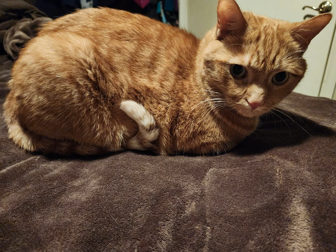 Cinnamon Loaf | Scrolller