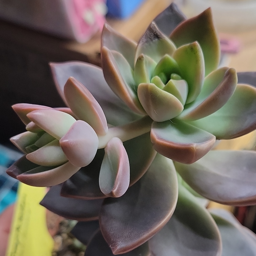 Discover more like Succulents: Light Burn? and Related Content | Scrolller