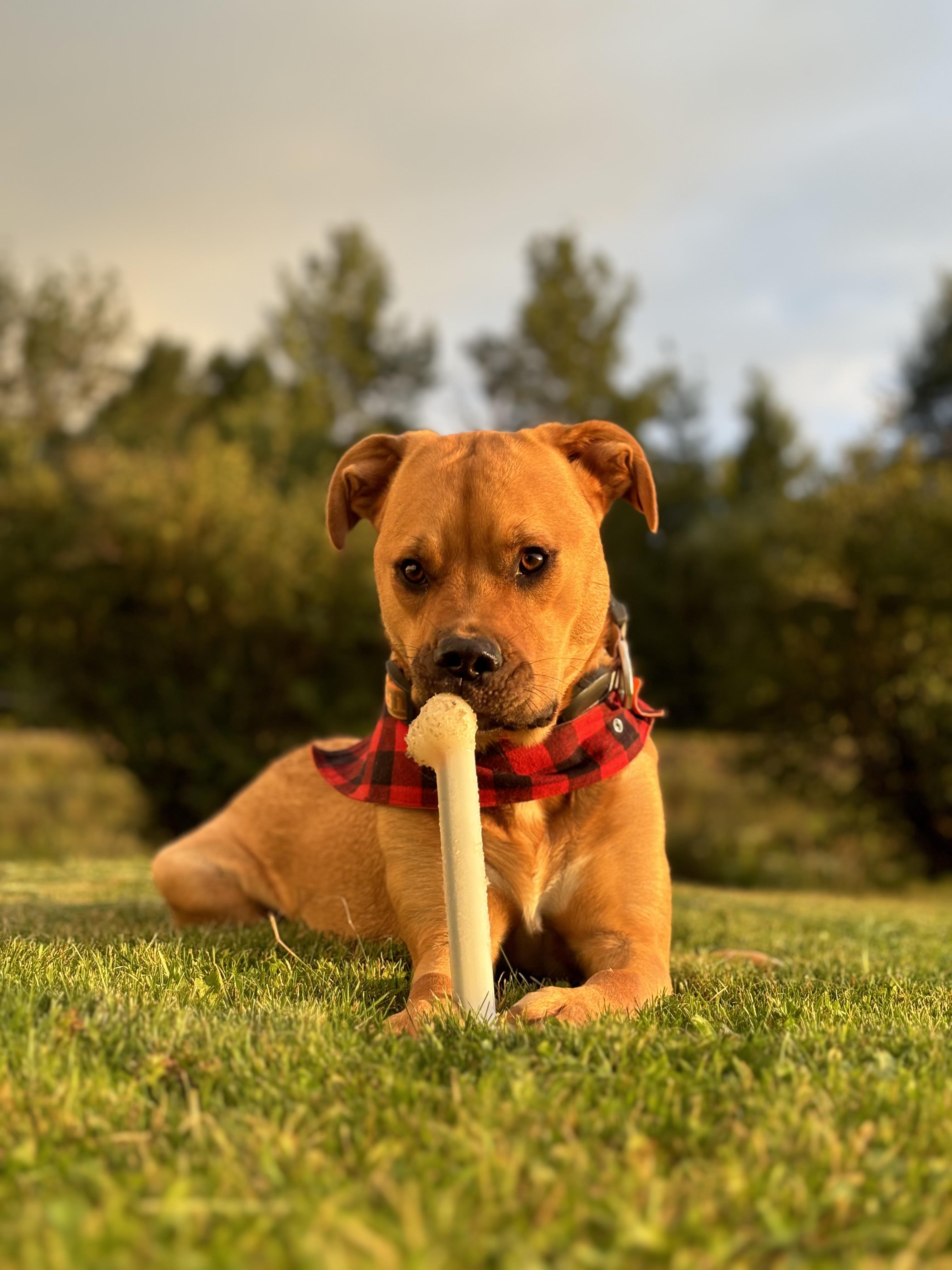 My handsome boy Brucie. | Scrolller