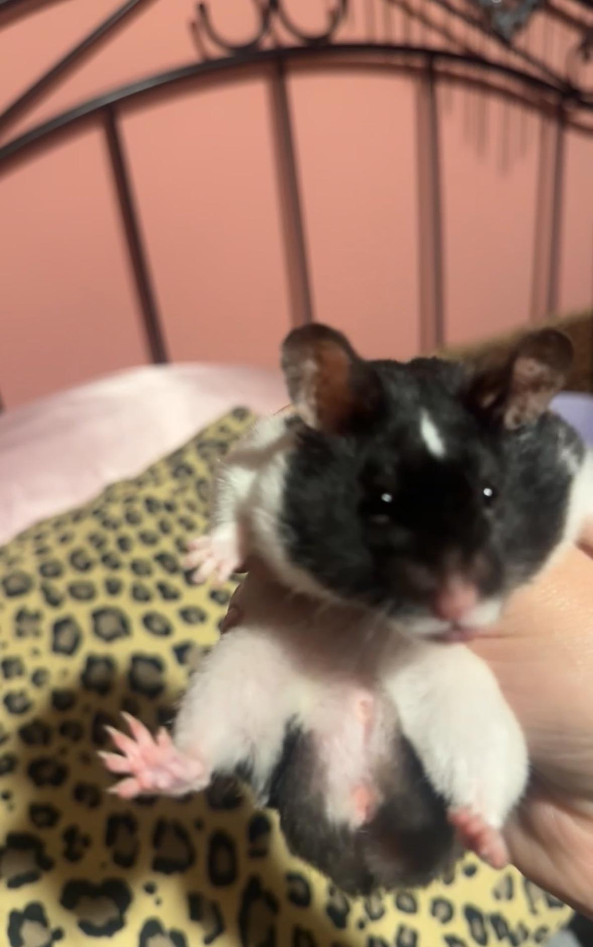 Weird lump on my hamster | Scrolller