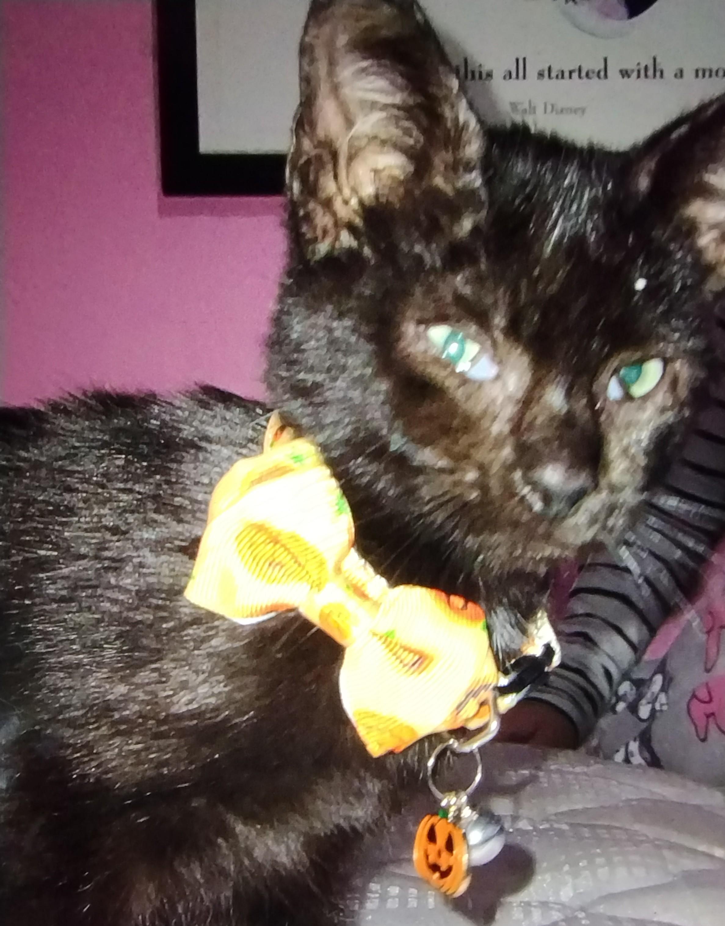 Binx is making a full recovery and settling in well! | Scrolller