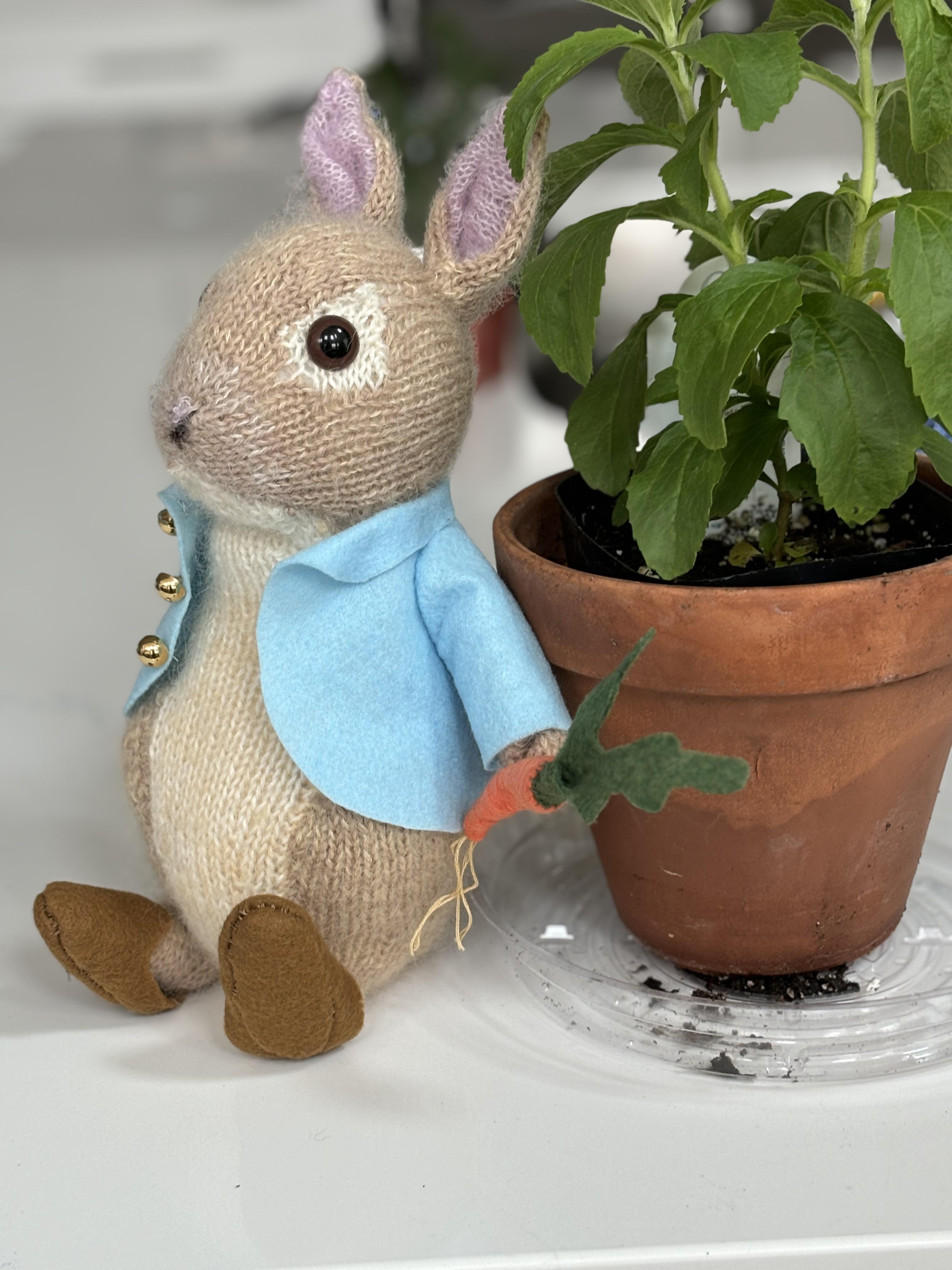 Claire Garland’s Peter Rabbit | Scrolller