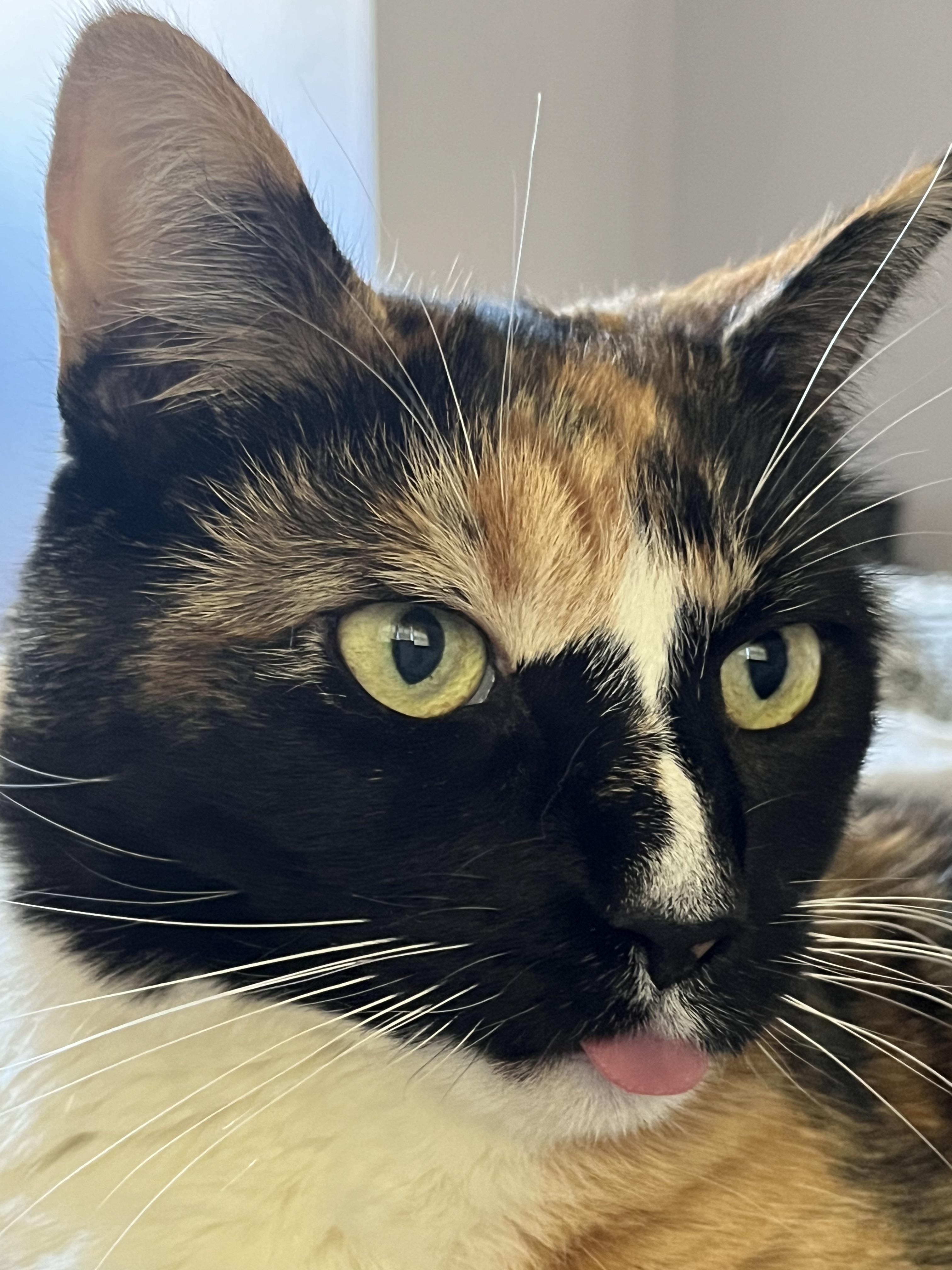 Classic blep | Scrolller