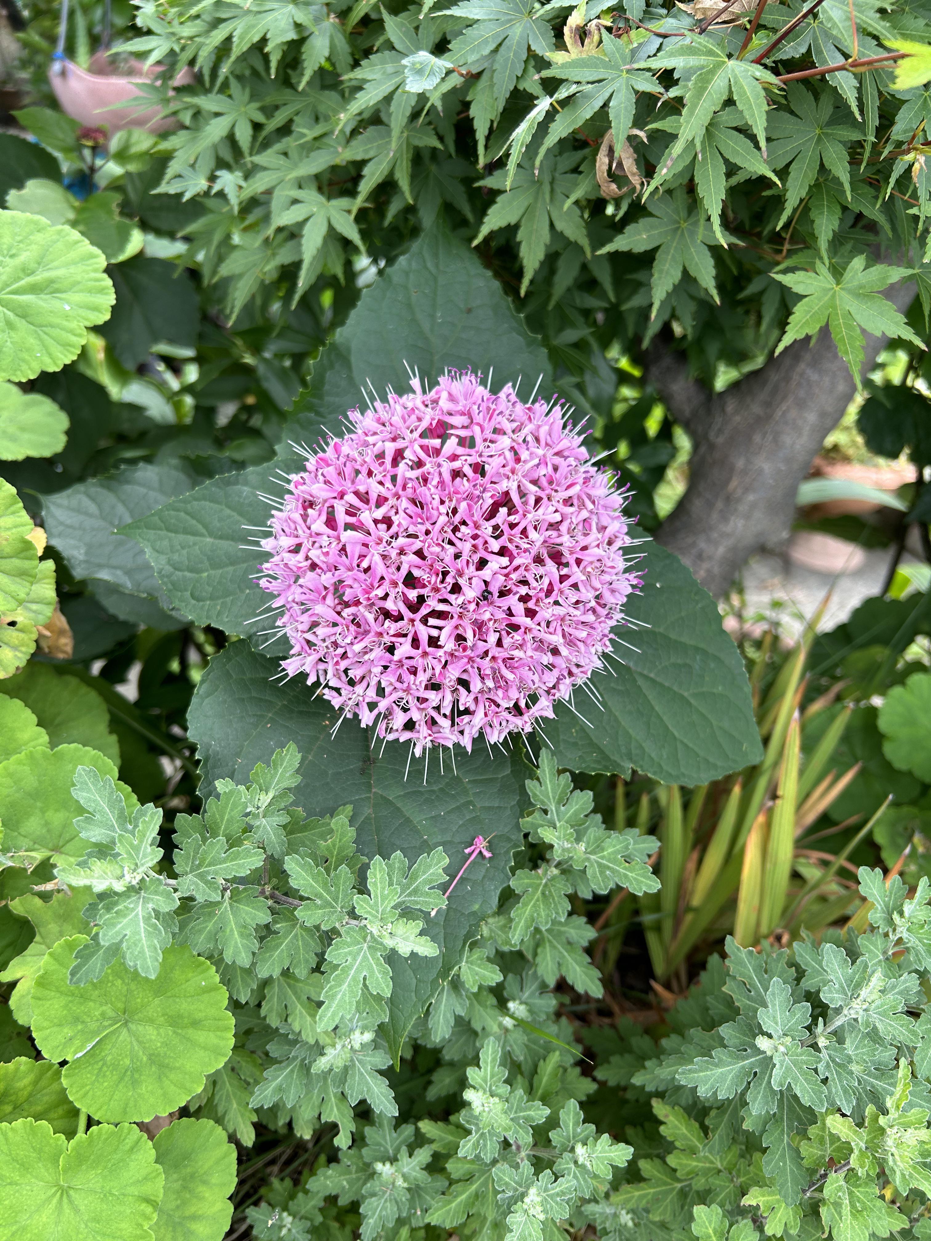 Discover more like SpringPorn: Clerodendrum and Related Content | Scrolller