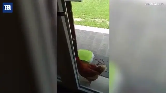 Discover more like Likeus: Clever Hen Opens Door and Related Content | Scrolller