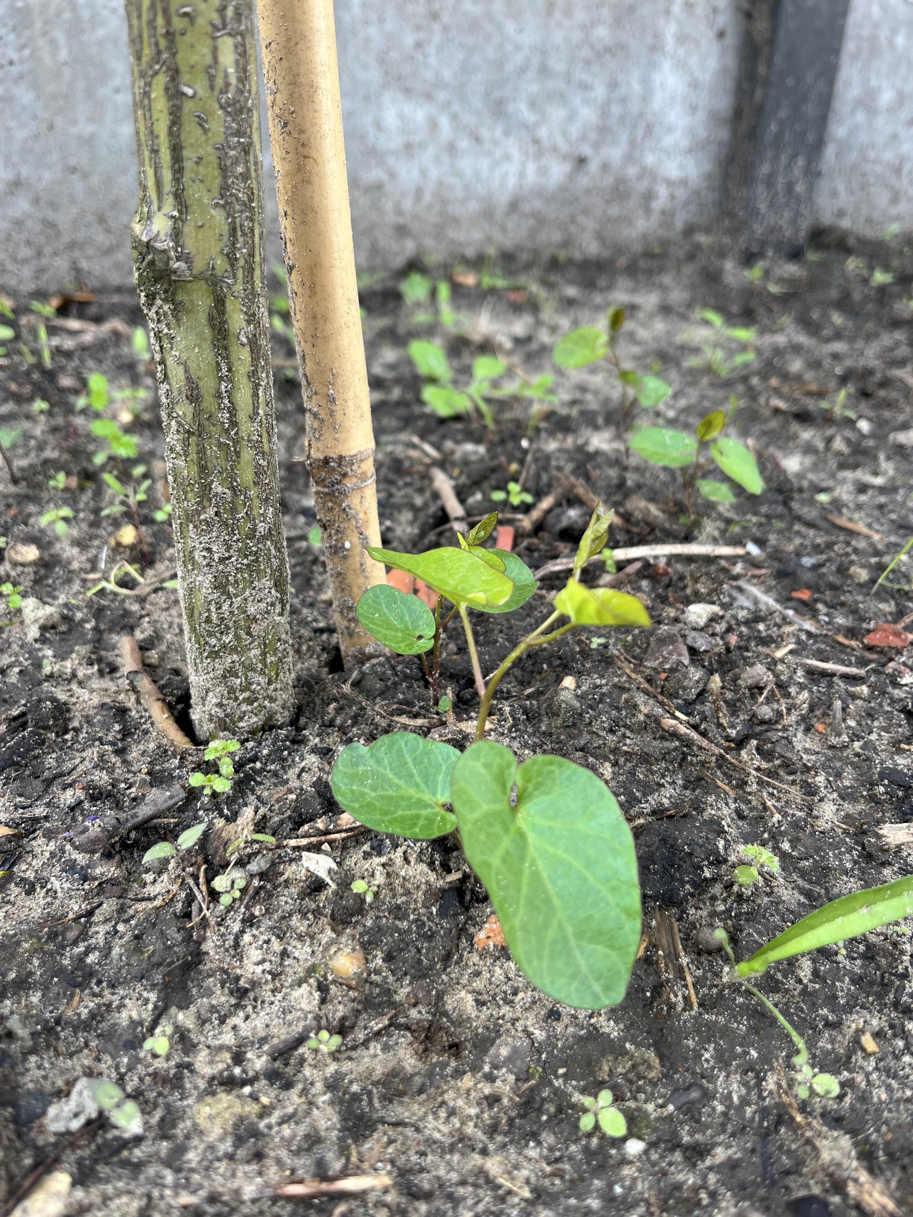 Help with identifying a weed/plant | Scrolller