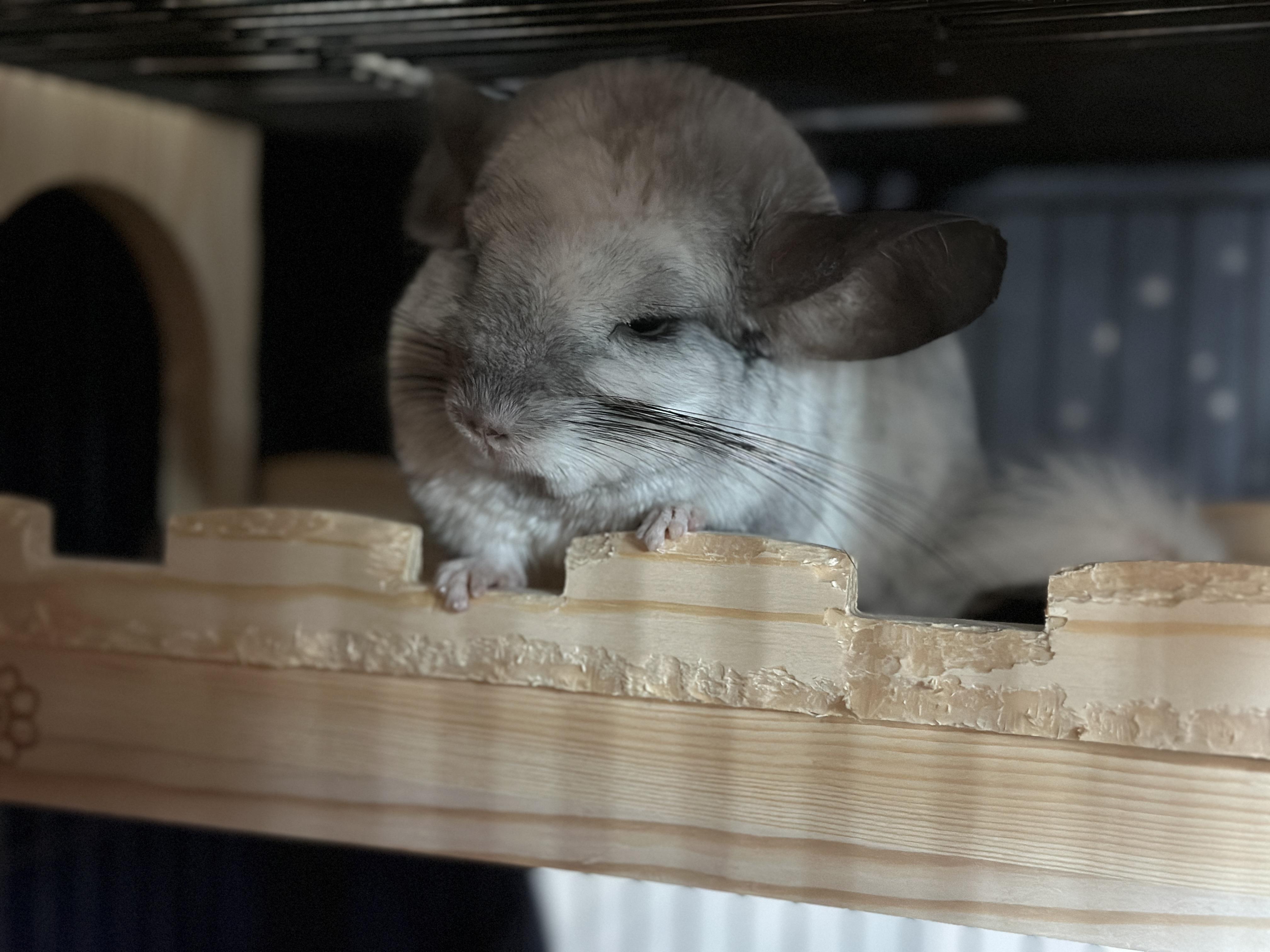 Clover’s new ledge to judge from | Scrolller