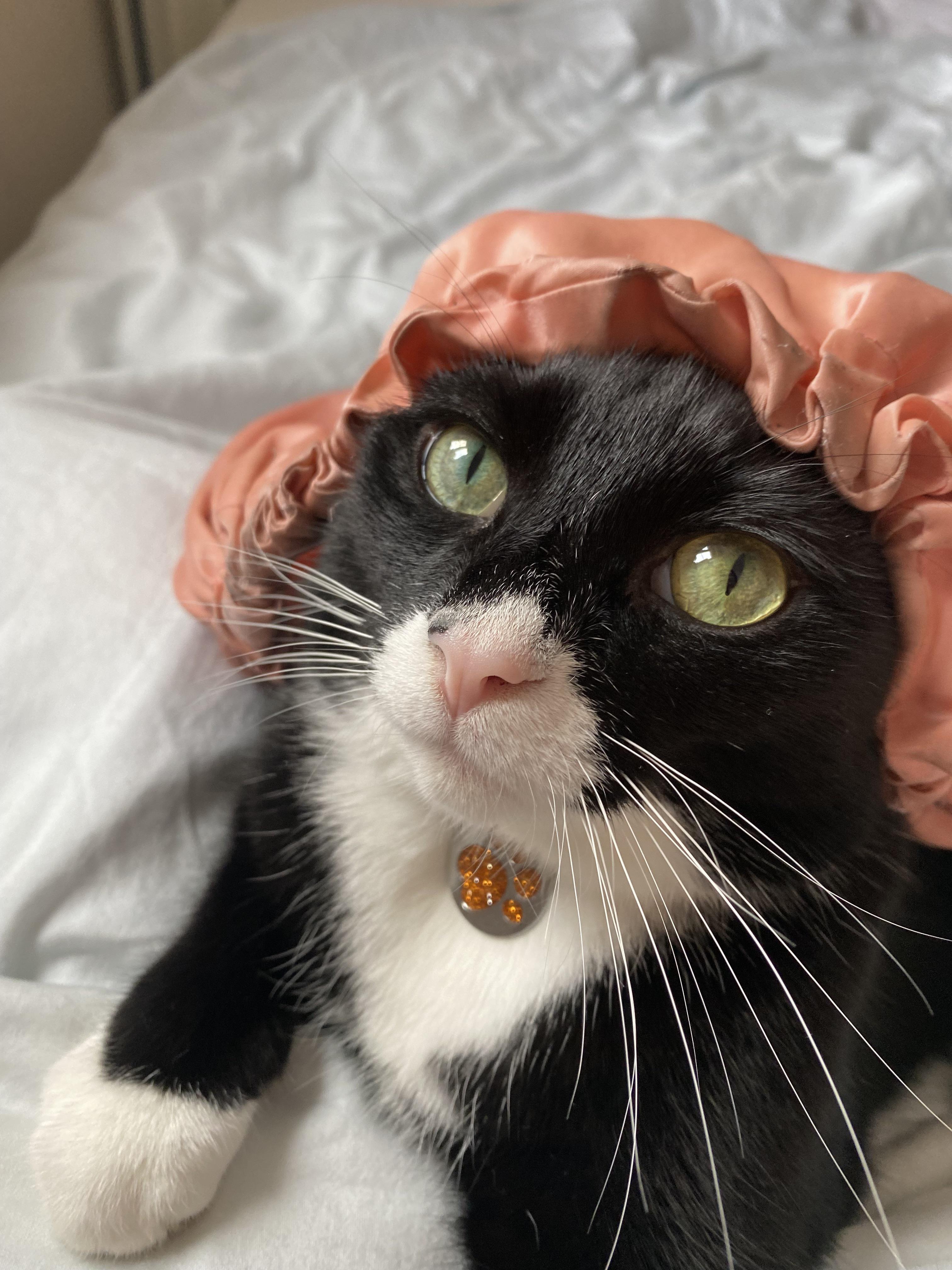 The wolf that ate granny | Scrolller