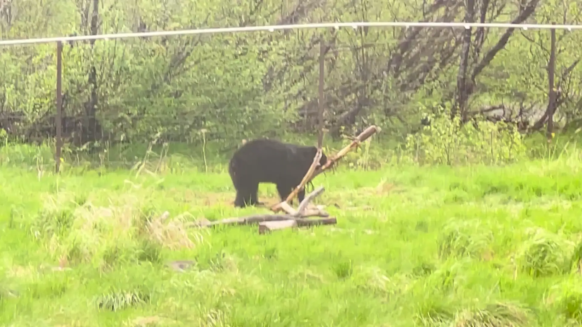 Club swinger | Scrolller