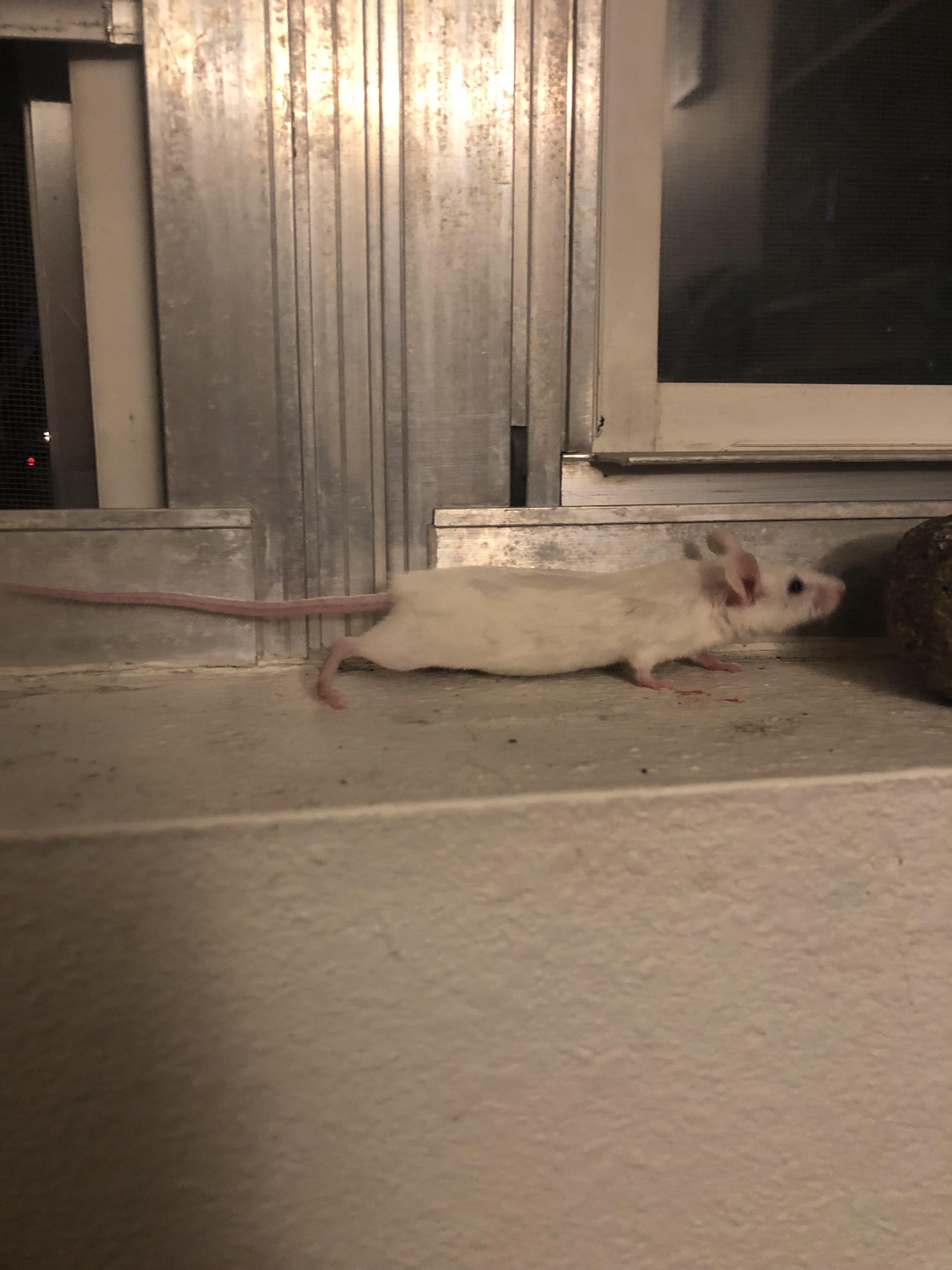 Creatures | Scrolller