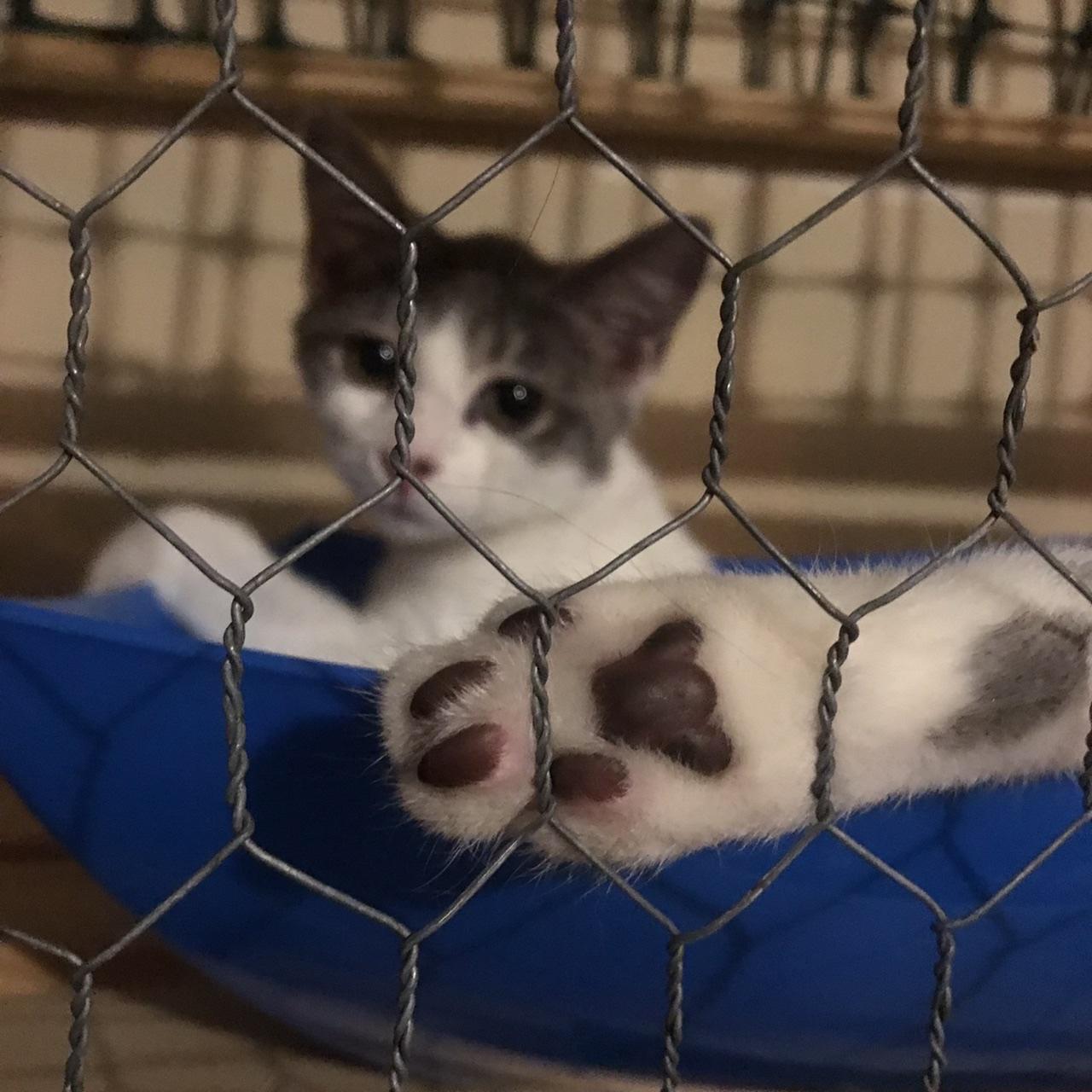 Coco’s beans | Scrolller